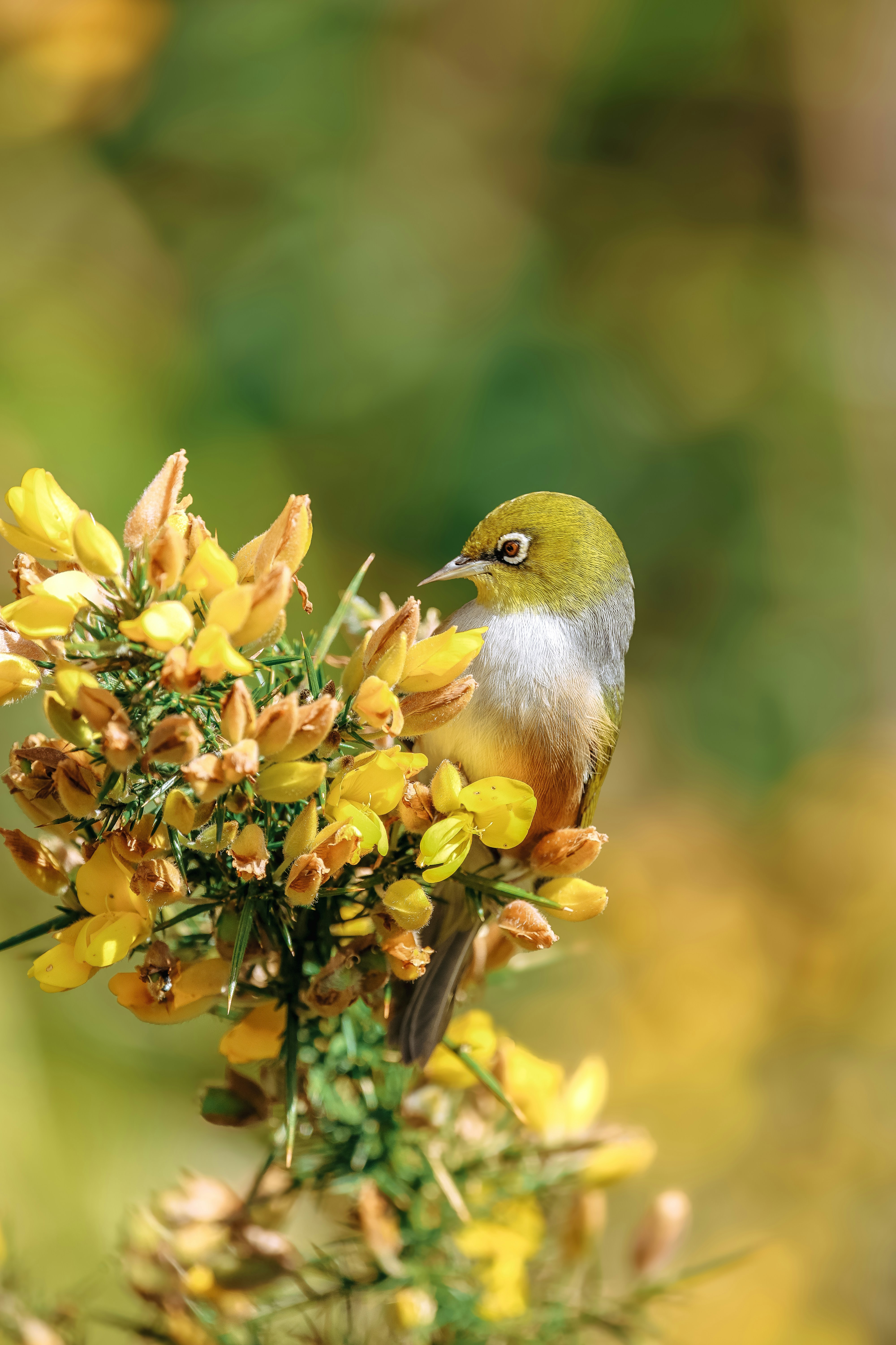 Olive-headed Songbird Perches Among Golden Blooms
