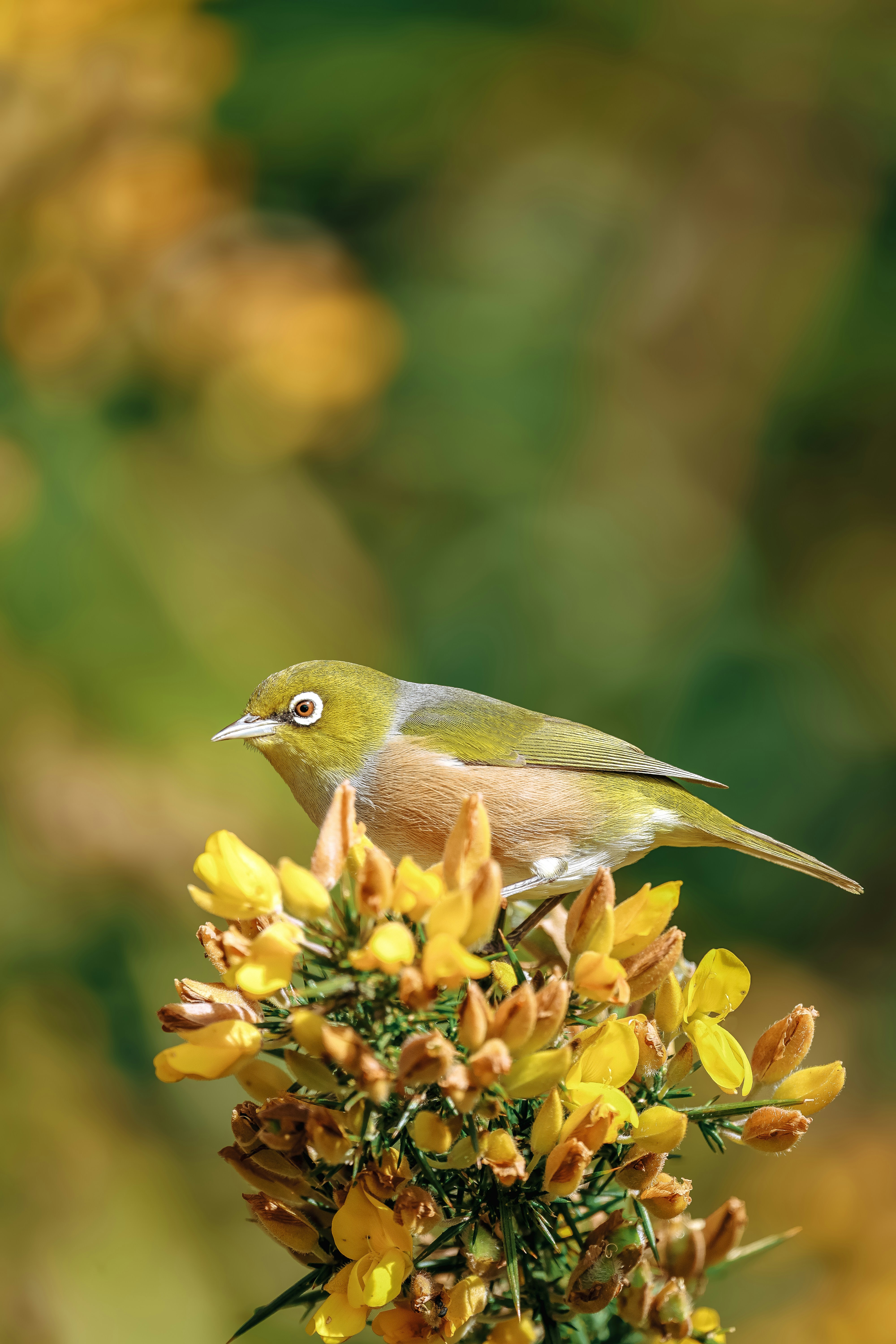 Emerald Melody Among Golden Blooms