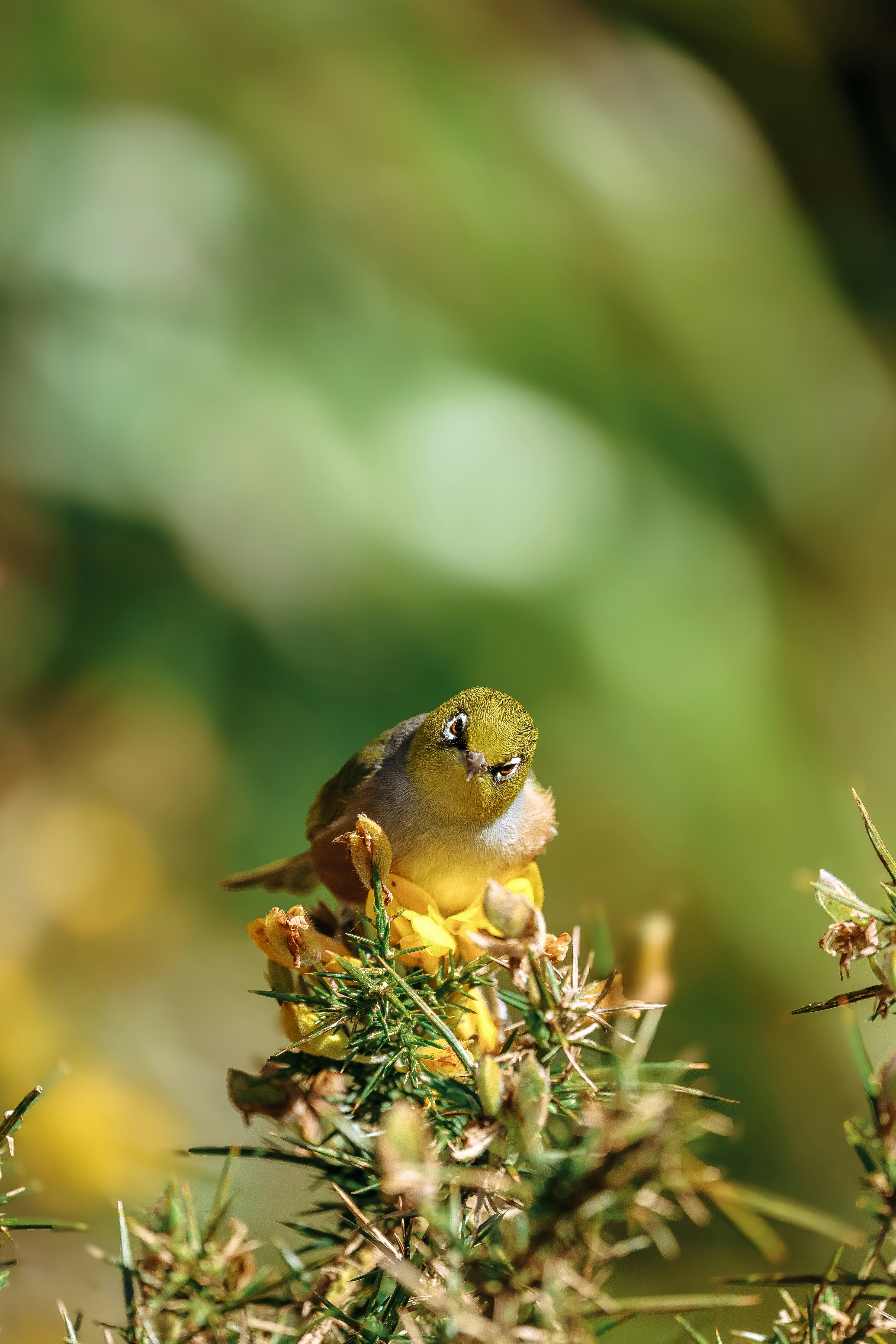 Nature's Tiny Acrobat: A Feathered Marvel