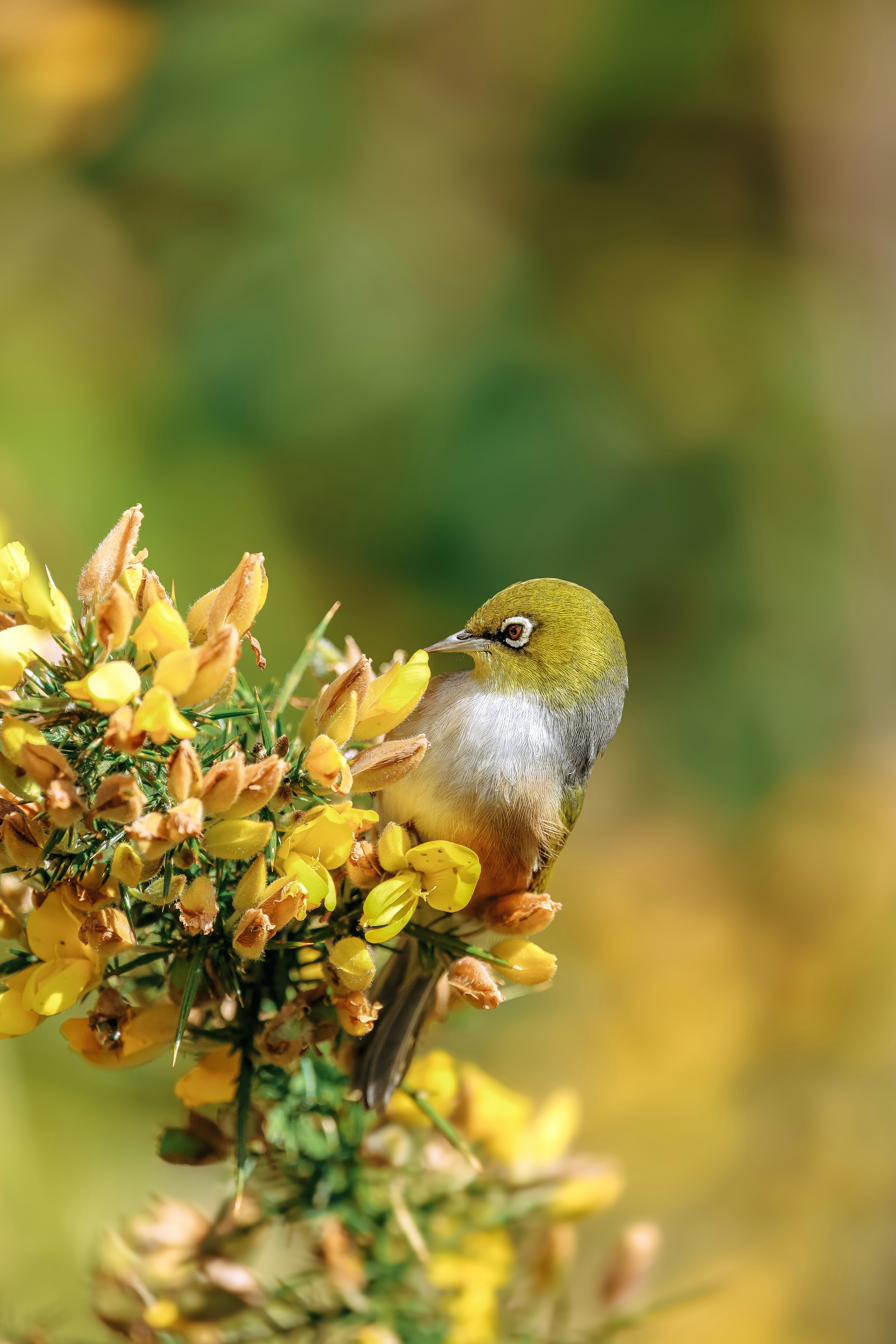 Golden Bloom Guardian: Japanese White-Eye Among Sunlit Yellow Blooms
