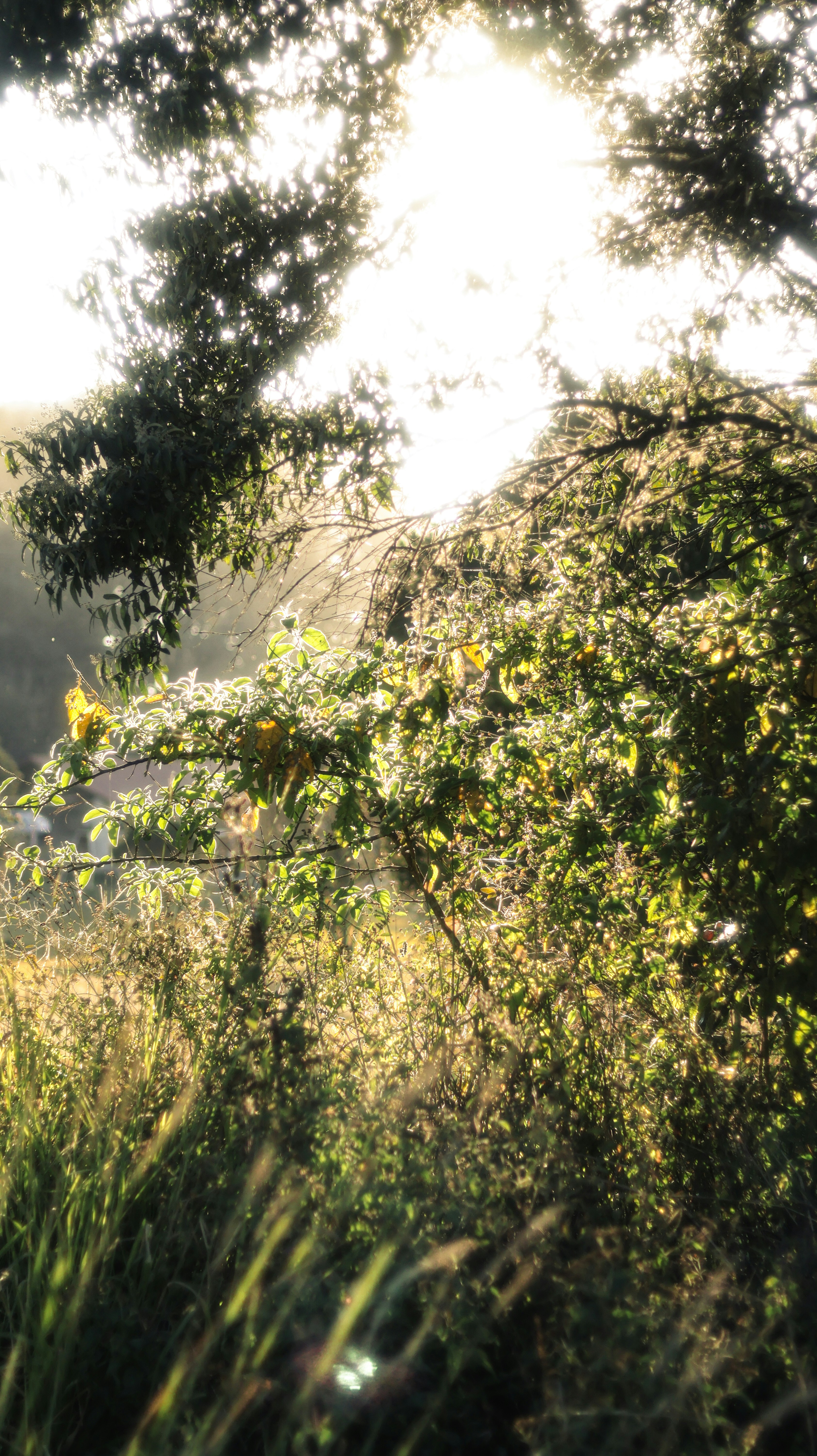 Whispers of Light in a Lush Canopy