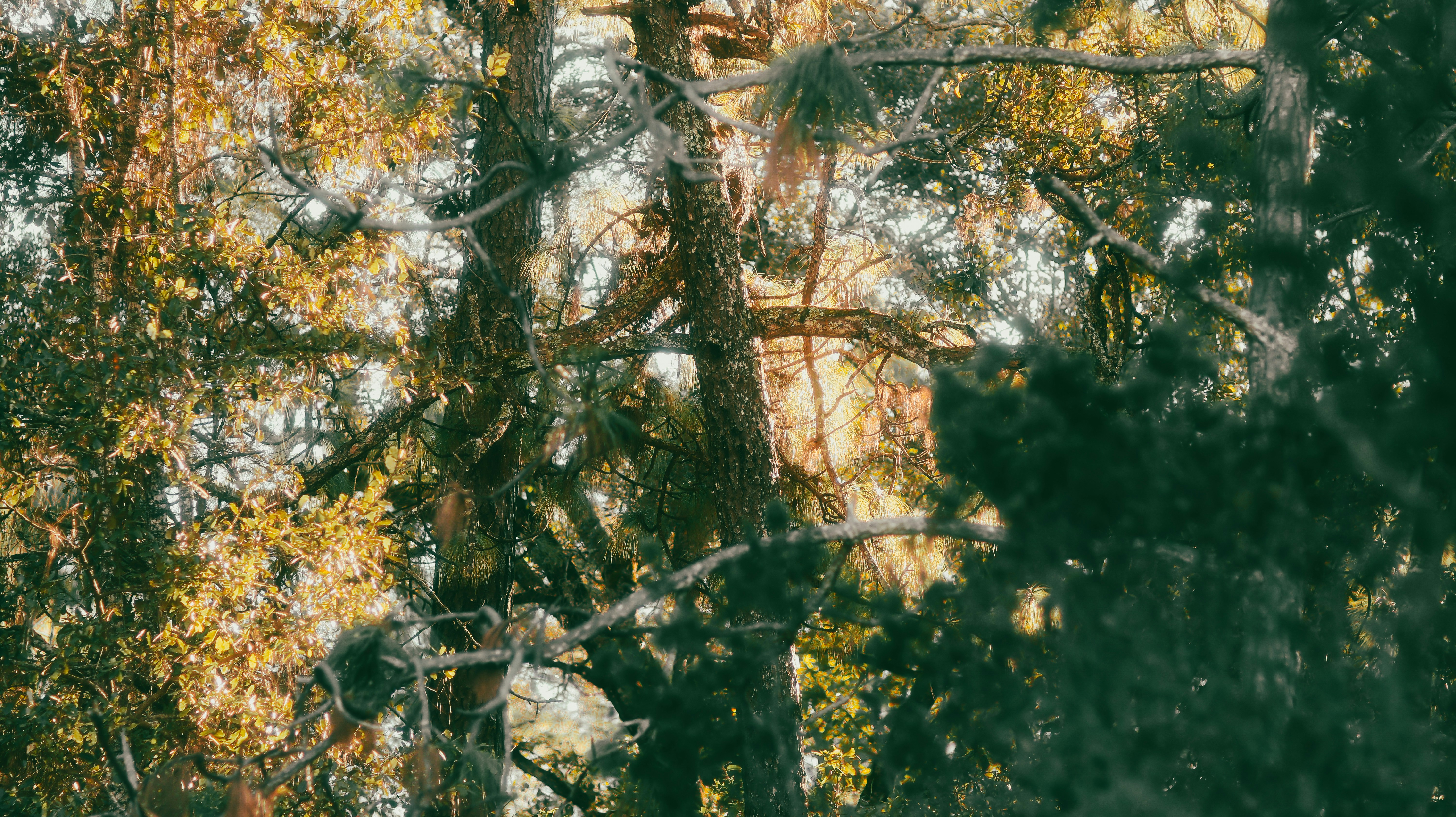 Whispers of the Woodland Canopy