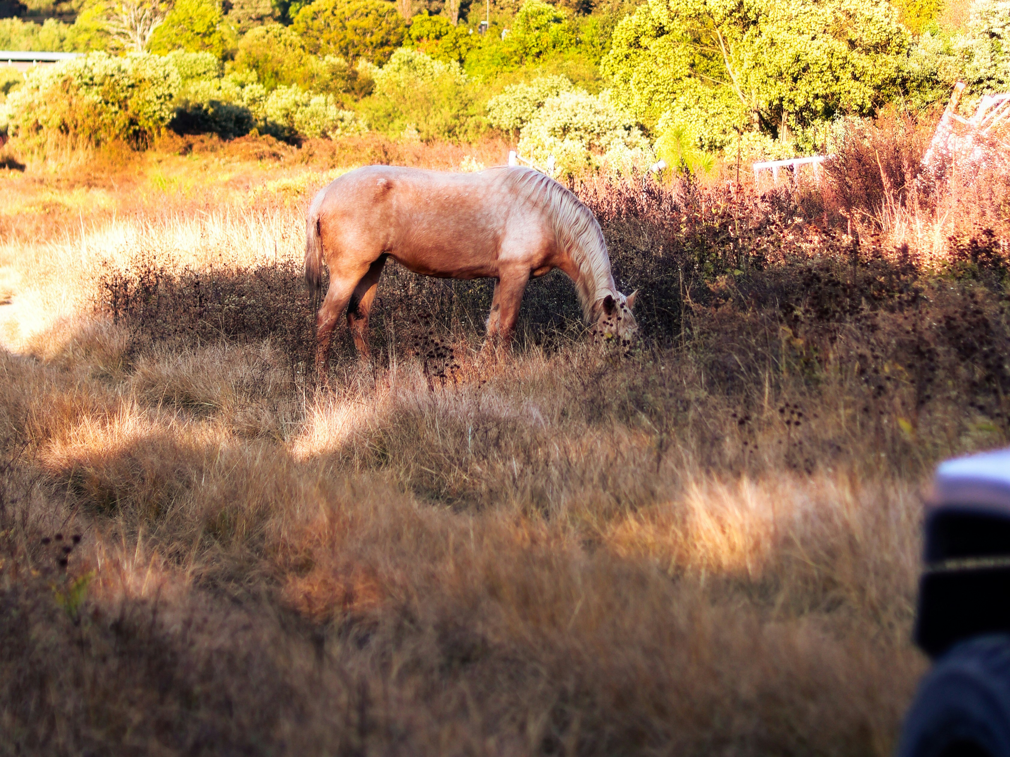 Grazing Serenity: A Horse's Afternoon Retreat