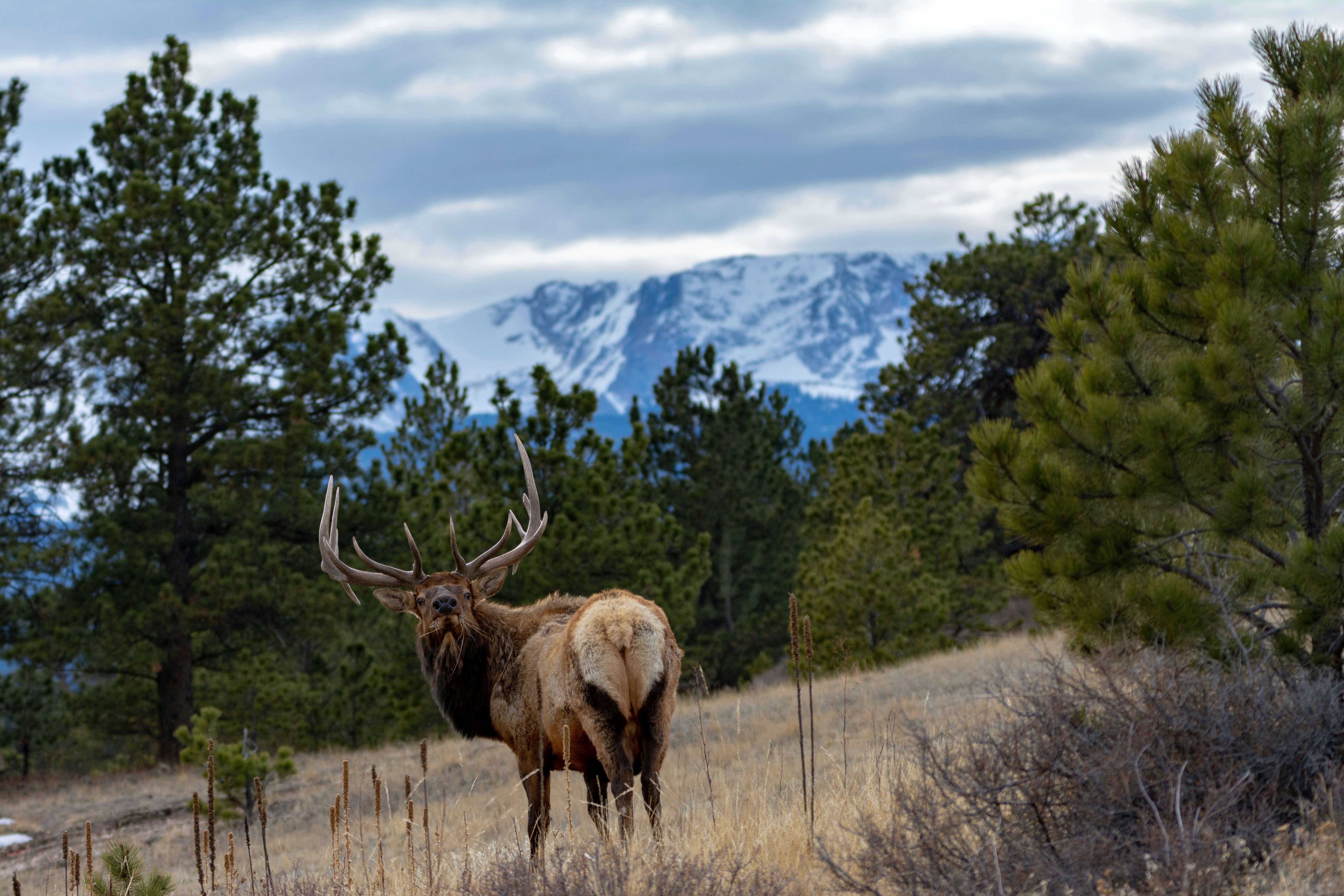 The Alpha | Majestic bull elk stands in a dry grassy field.