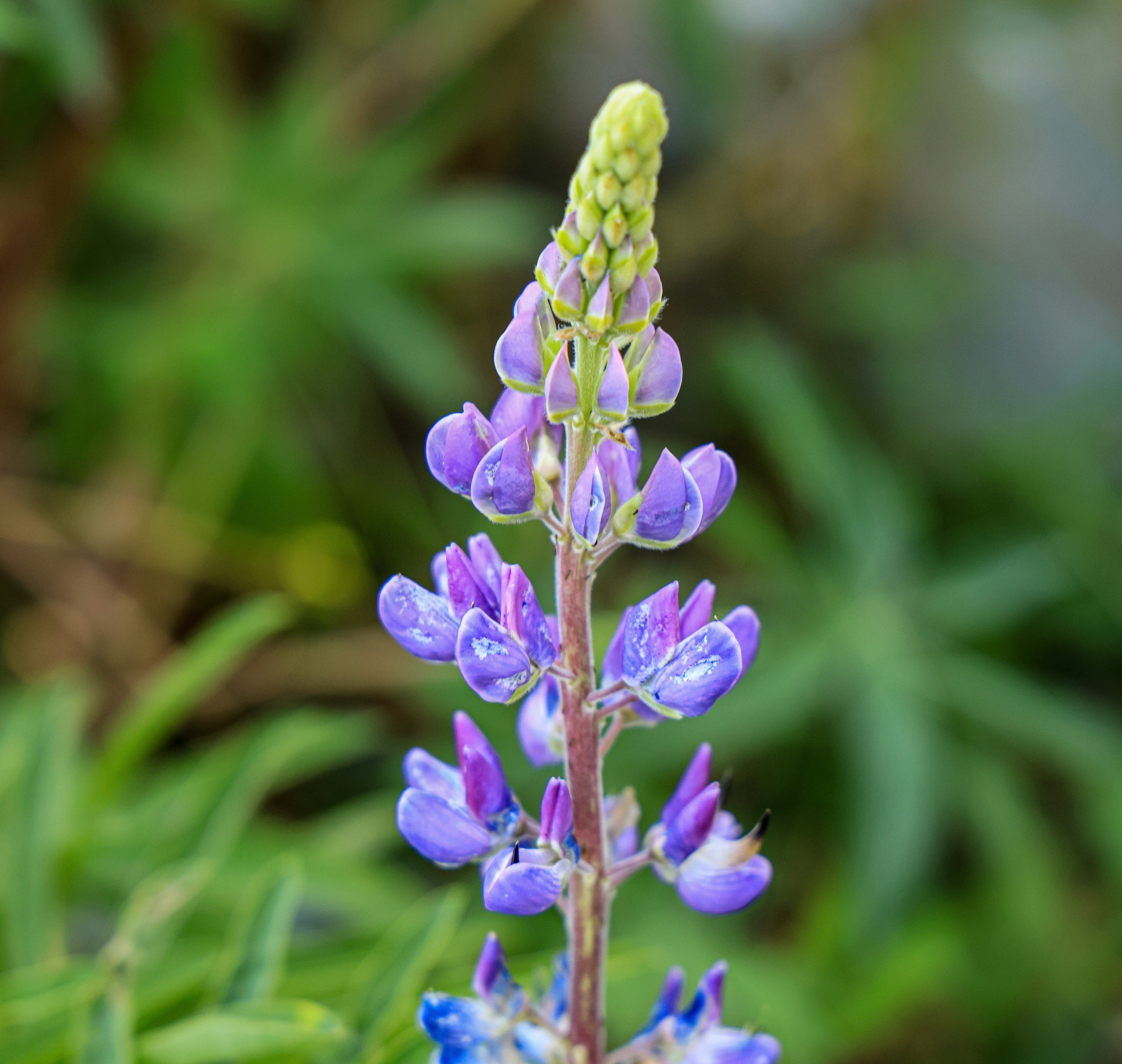 Lake Tekapo | A tall purple lupine flower with green foliage