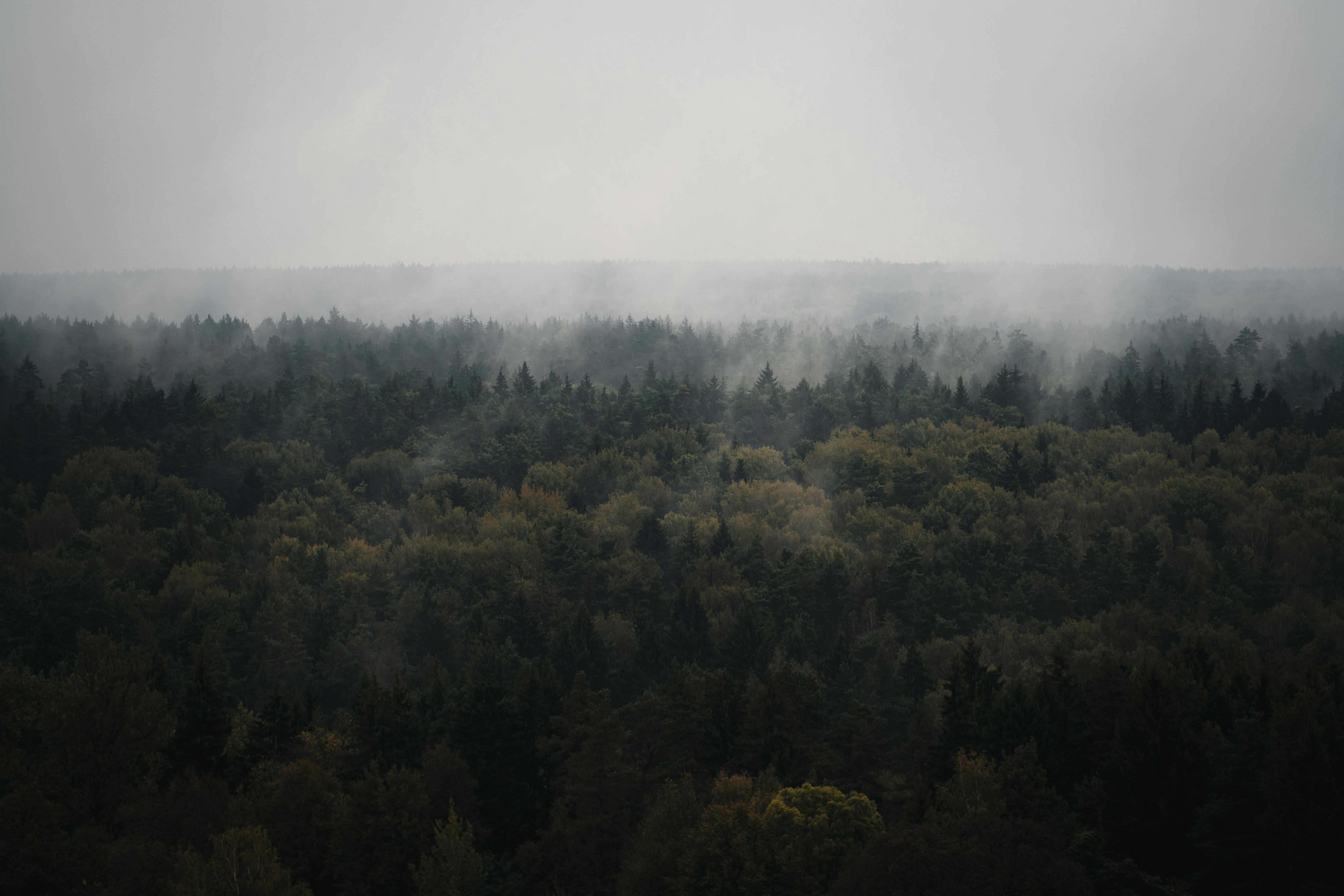 Misty forest canopy under a cloudy sky.