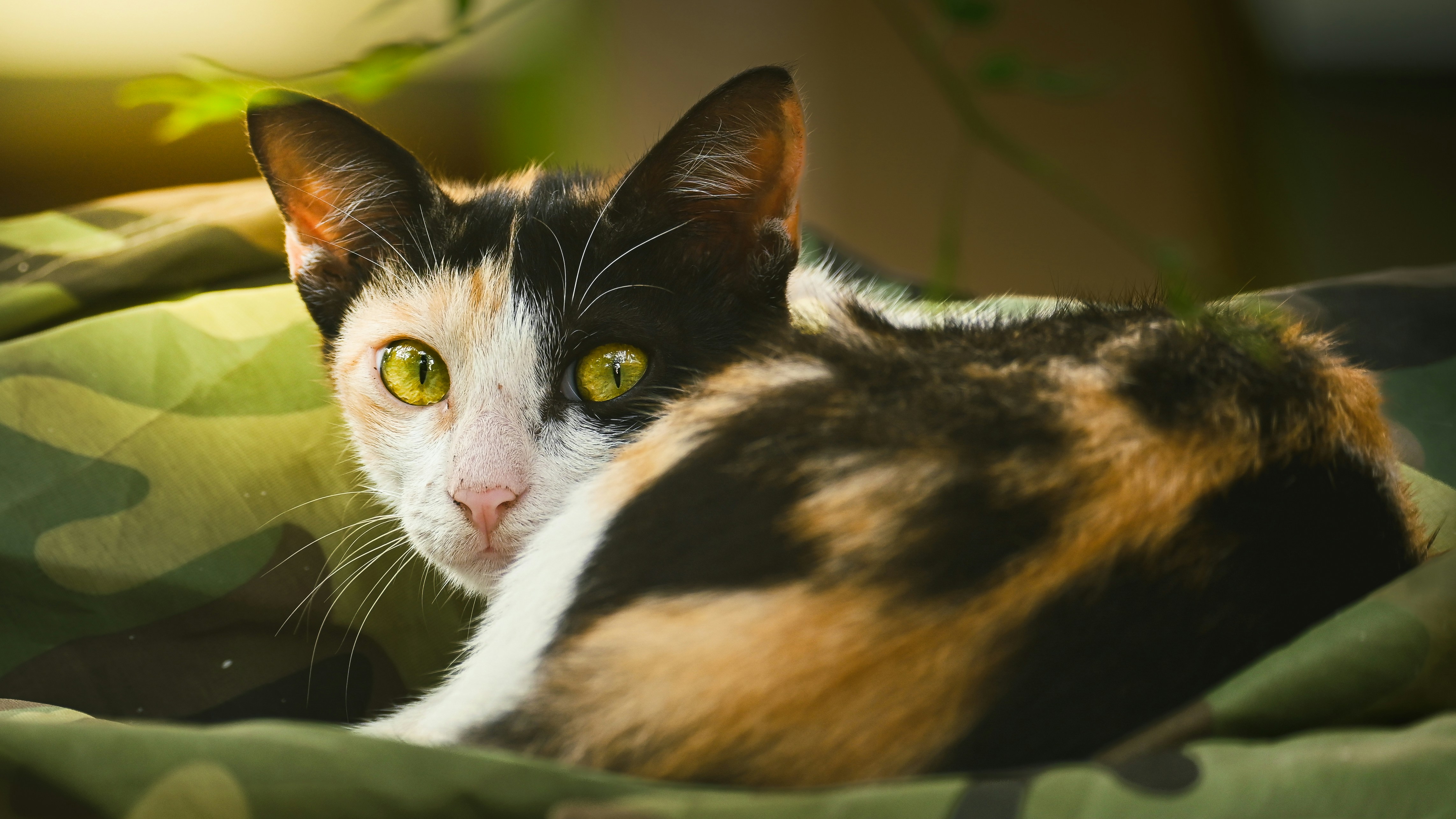 A calico cat with yellow eyes rests on camouflage fabric.