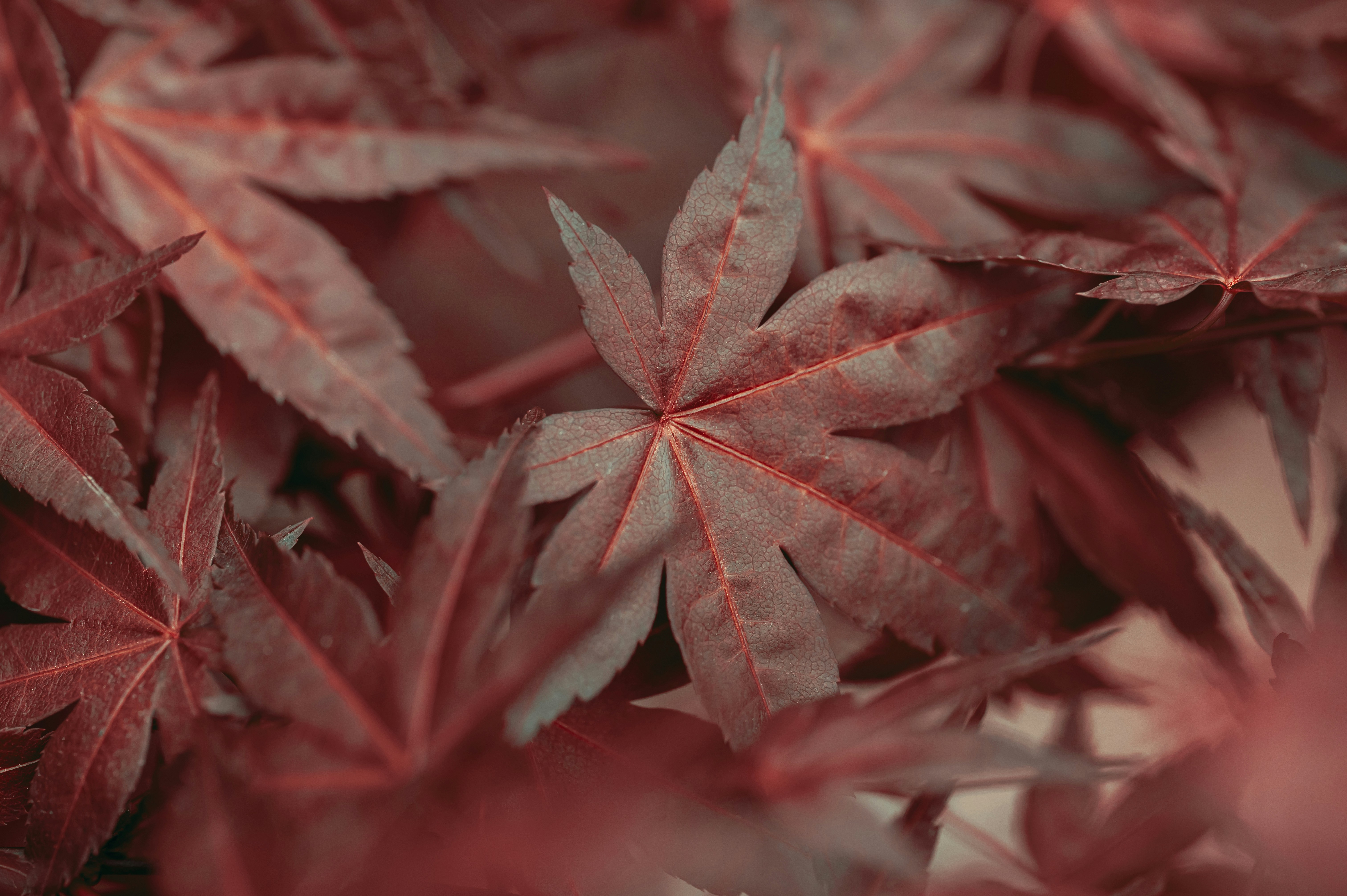 Crimson Maple: A Quiet Portrait of Autumnal Veins