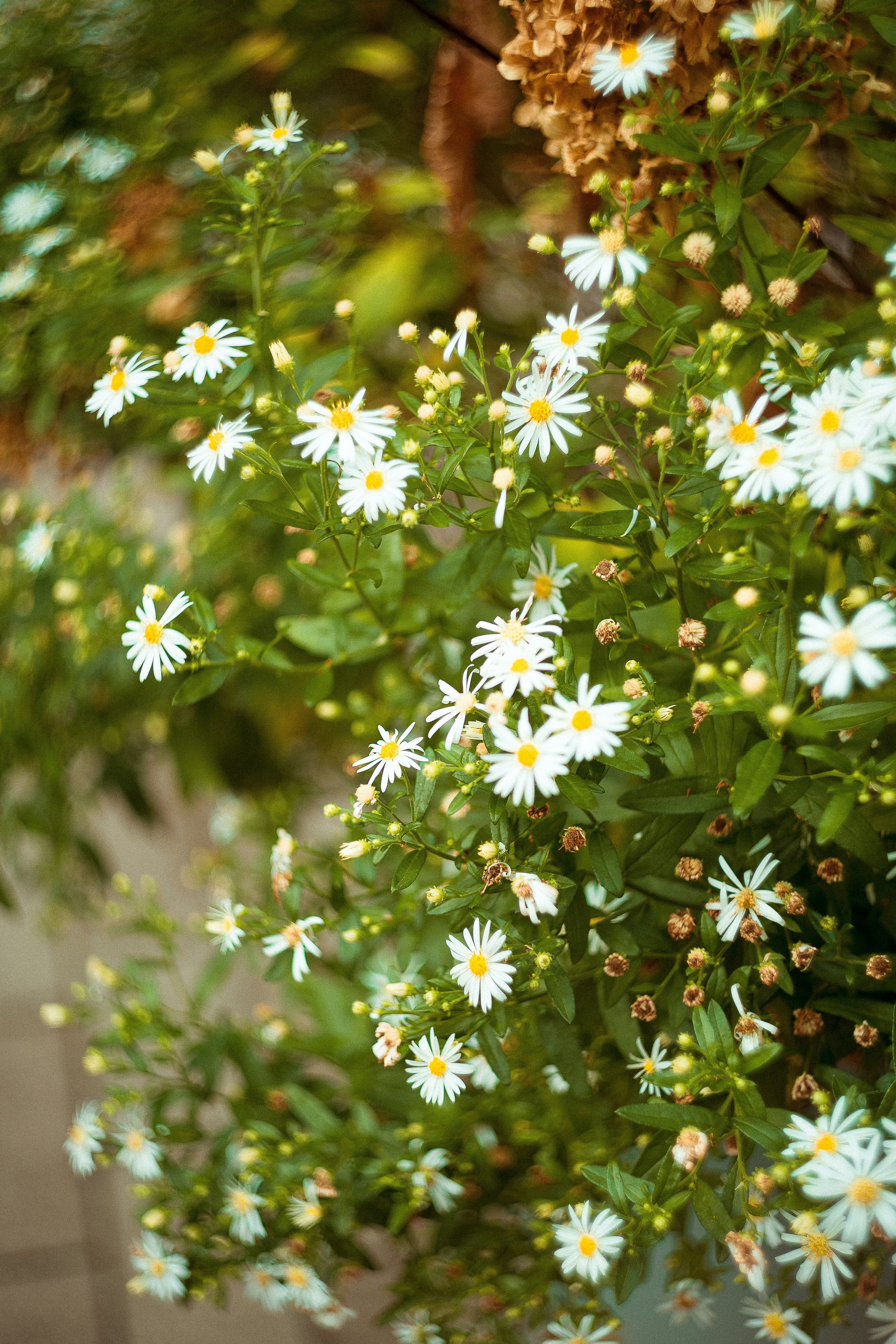 Small white flowers with yellow centers bloom on green stems.