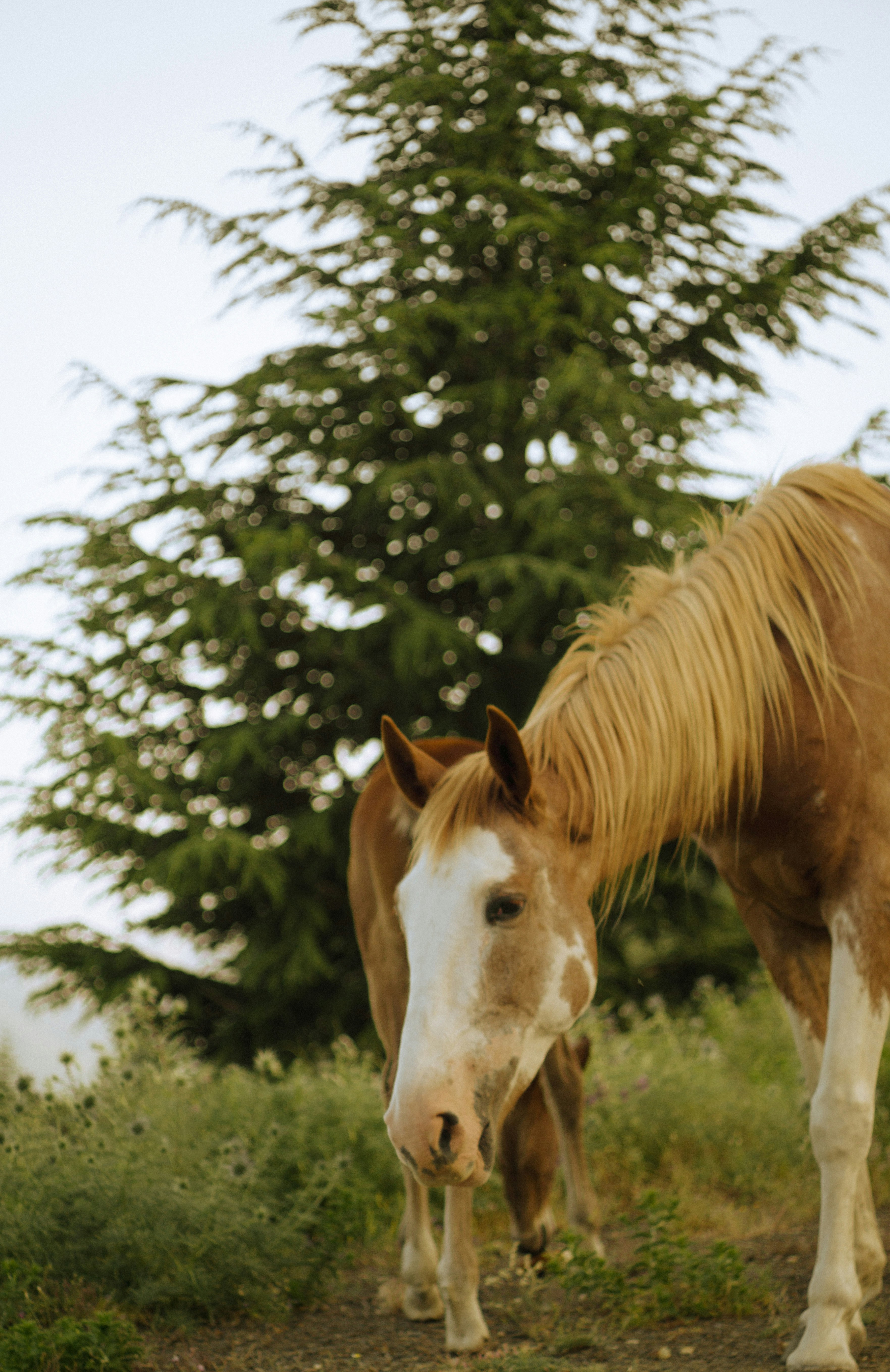 Two horses stand in a grassy field near a tree.