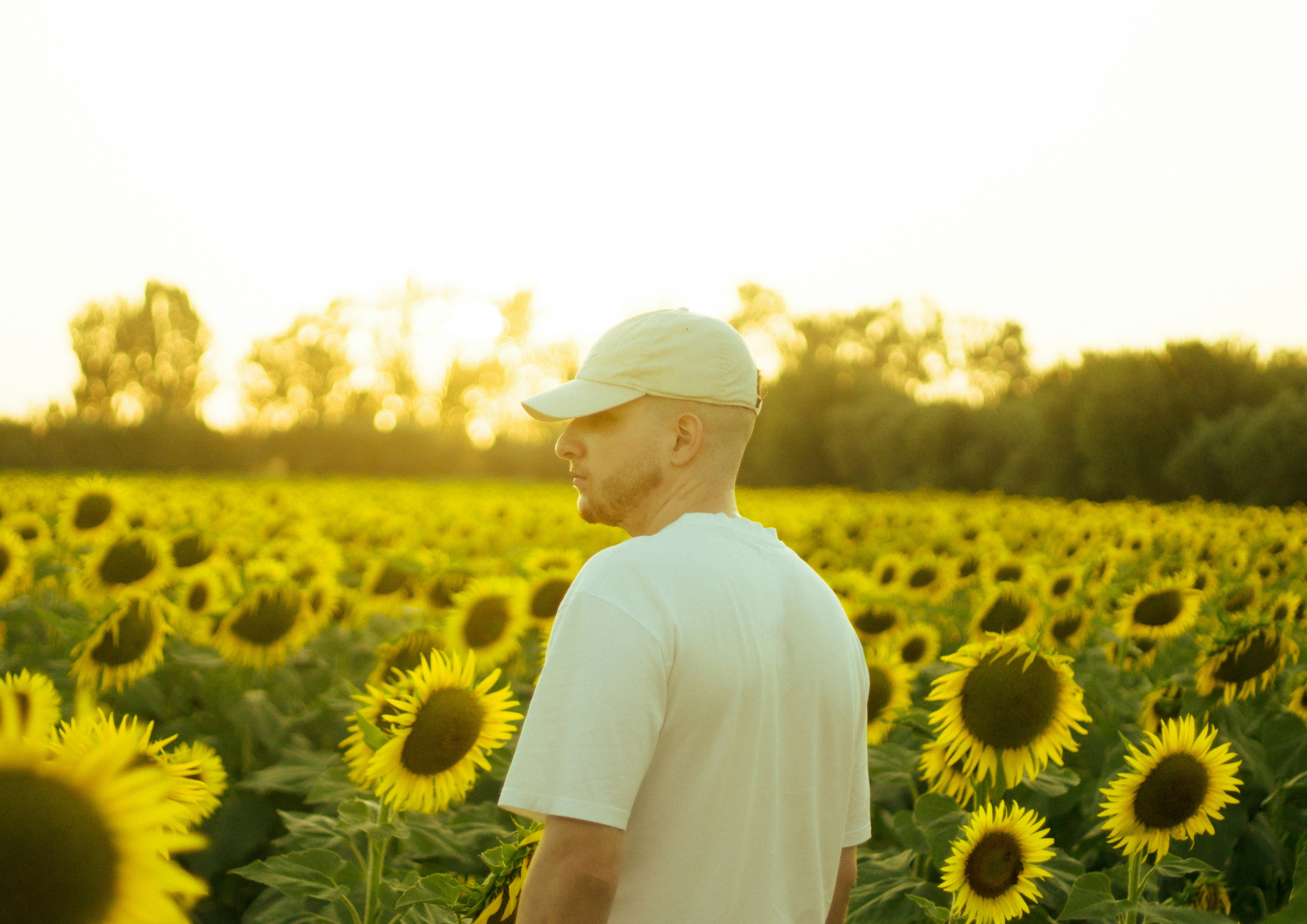 Golden Hour Reverie in a Sea of Sunflowers