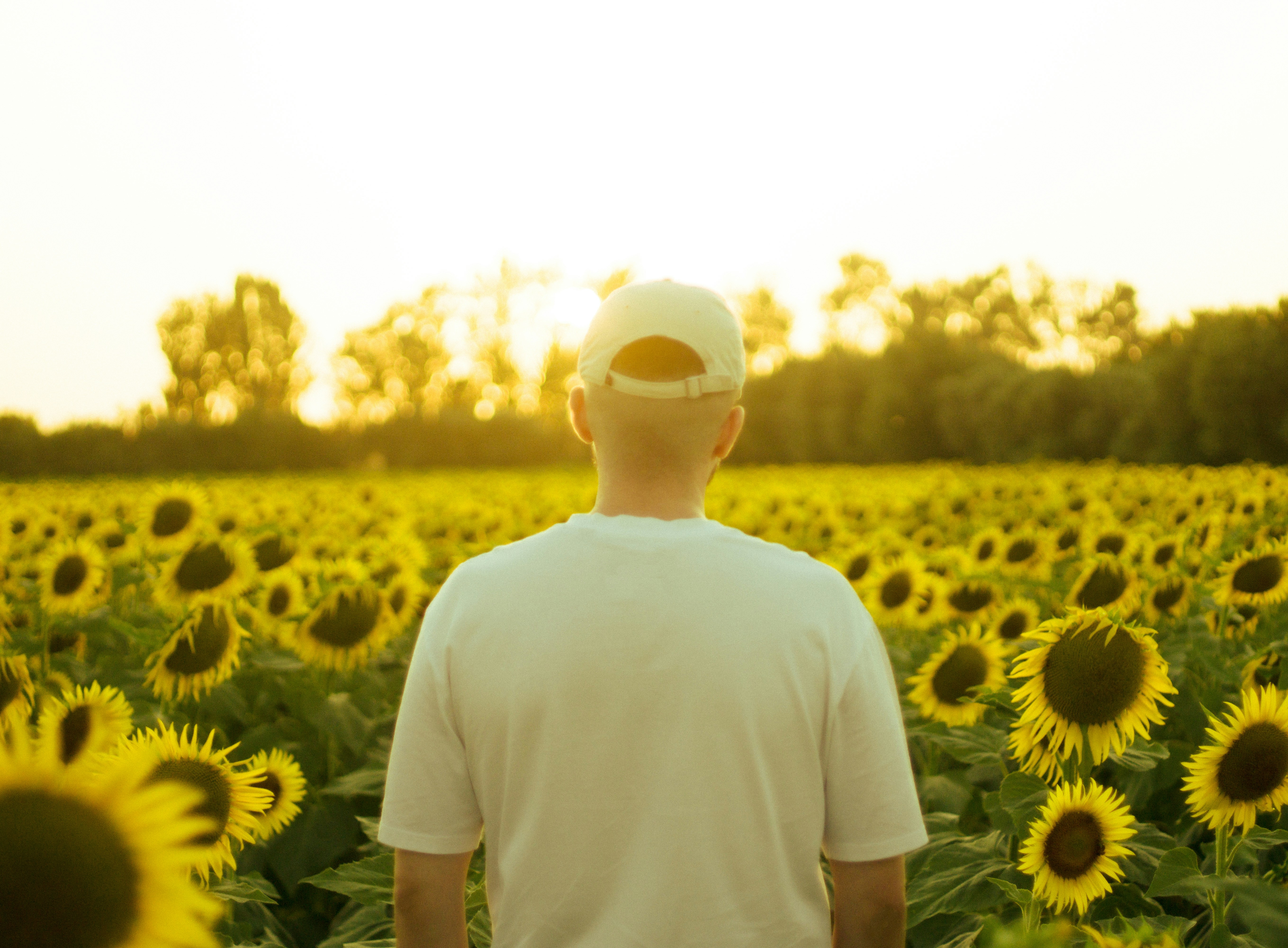 Backlit in a Sea of Sunflowers: A Quiet Portrait at Golden Hour