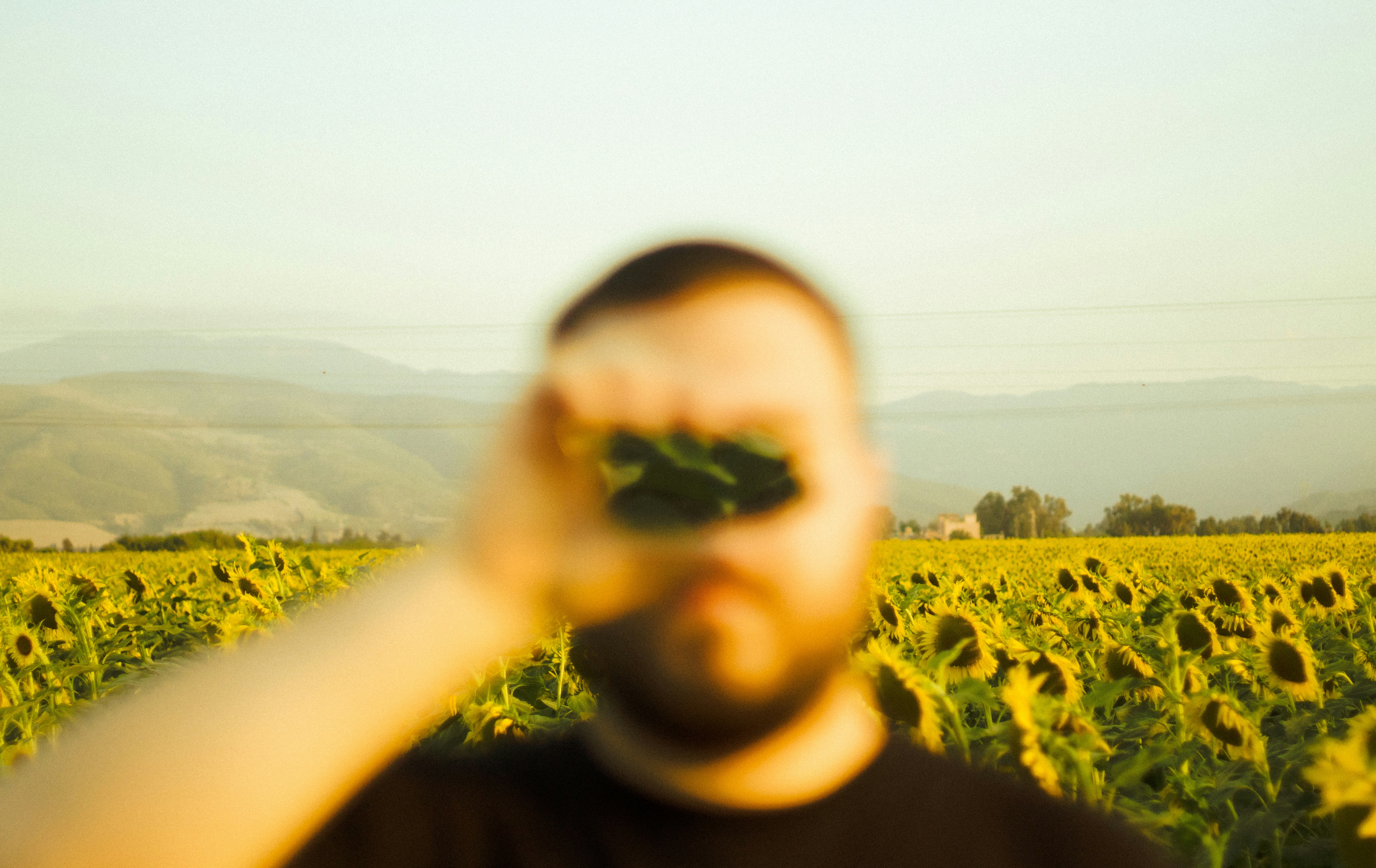 Hazed Portrait in a Golden Sunflower Sea