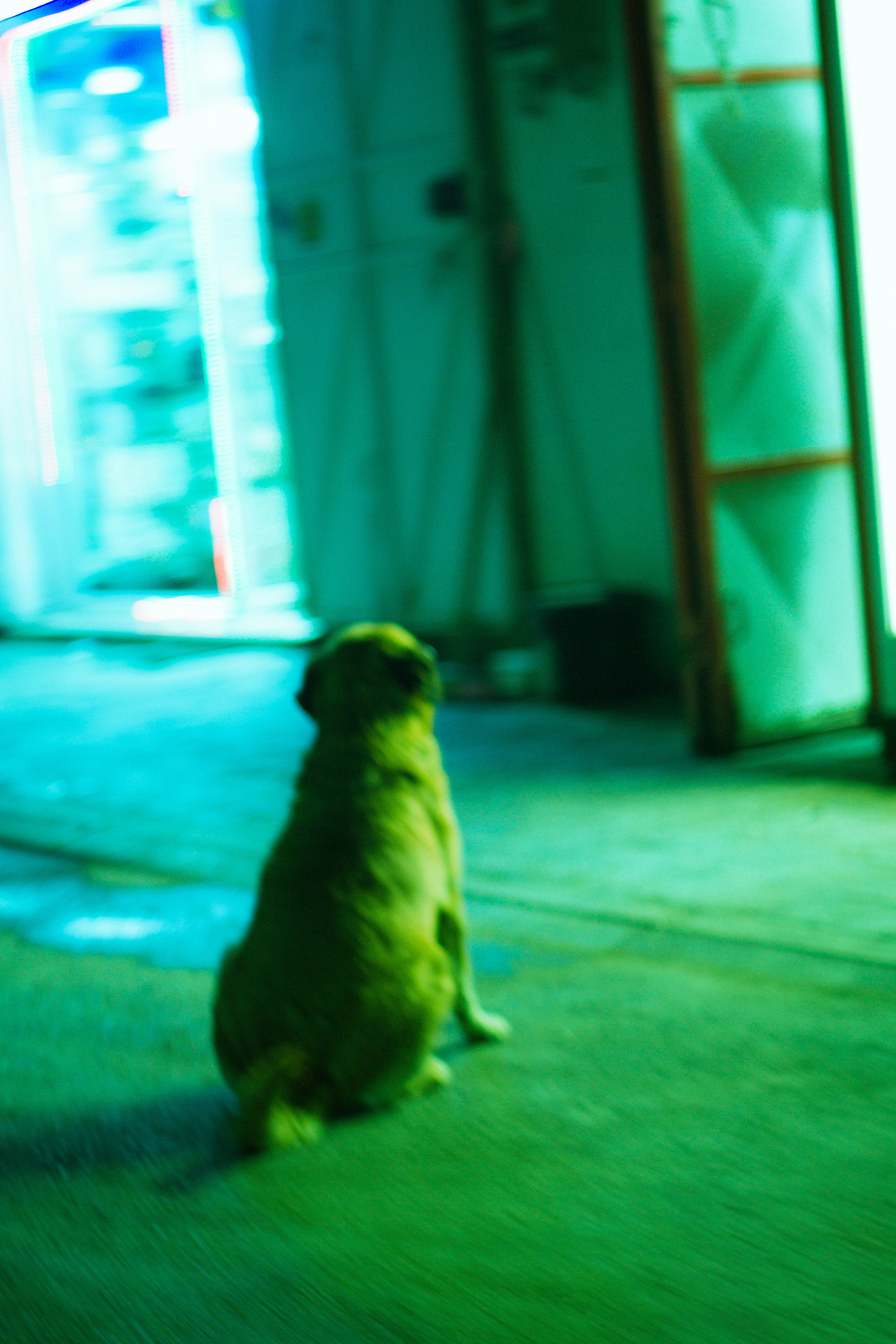 A Canine's Solitude Amidst Neon Hues