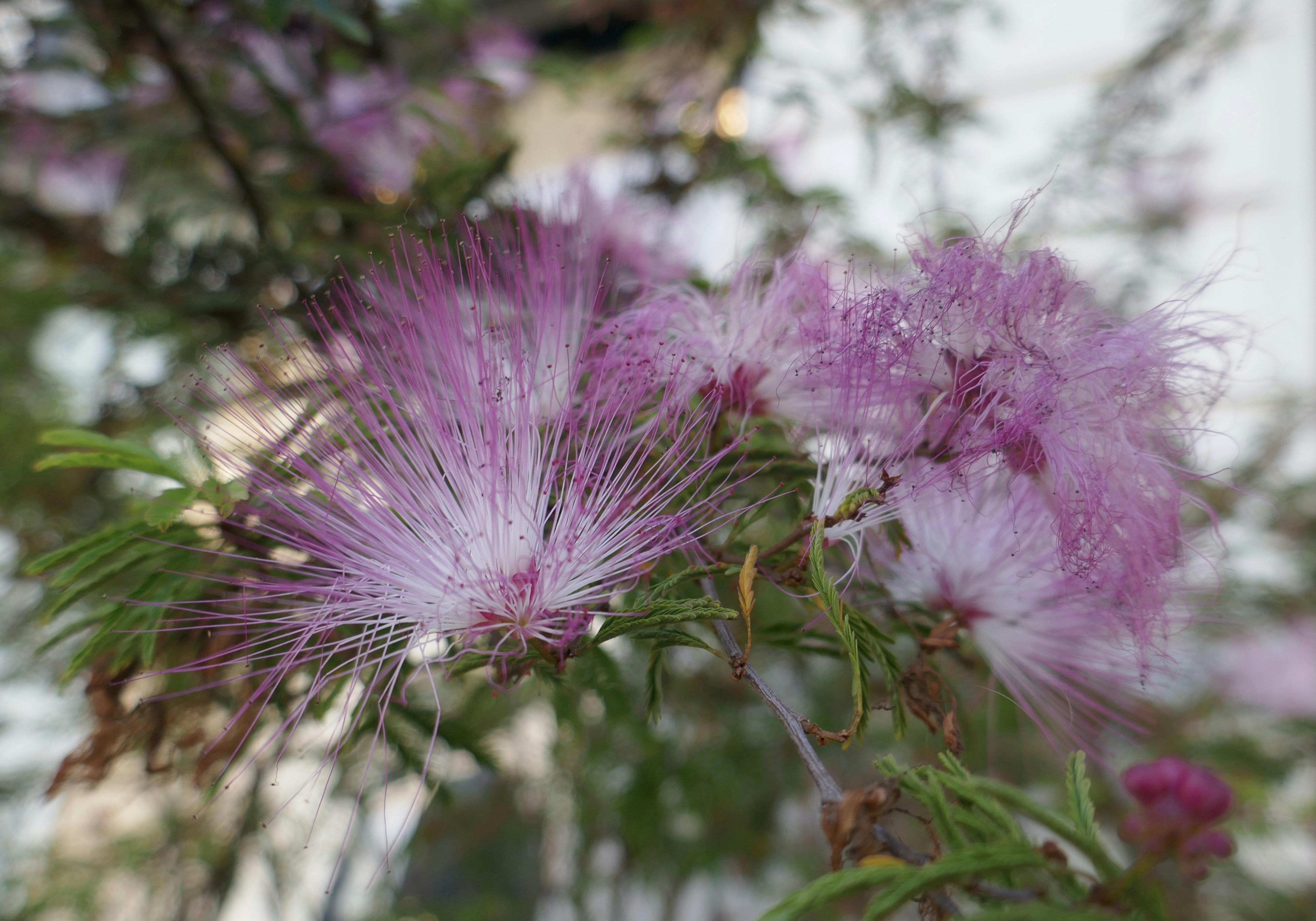Whispers of Nature: The Delicate Pink Bloom
