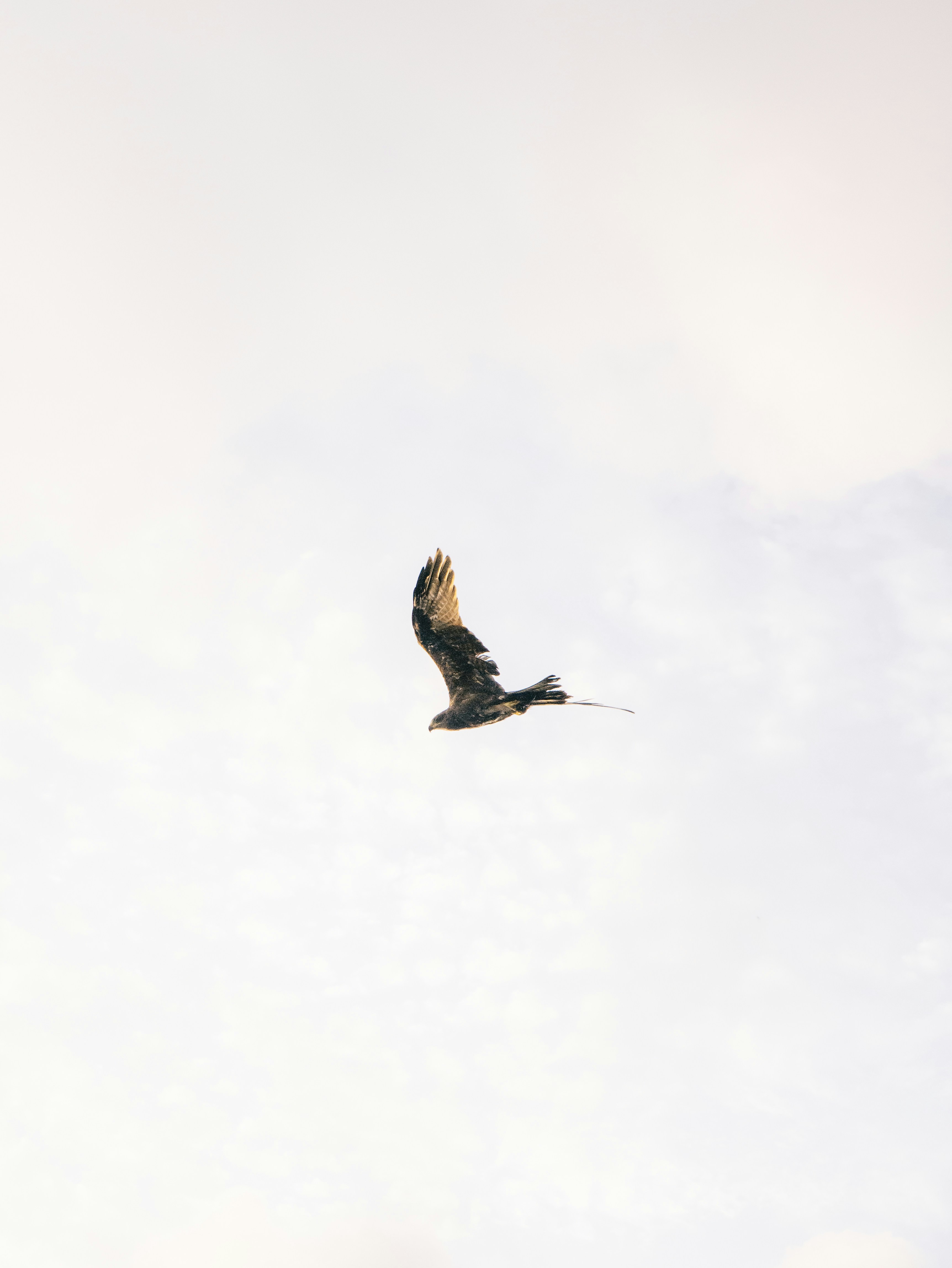 Soaring Majesty: The Eagle's Flight