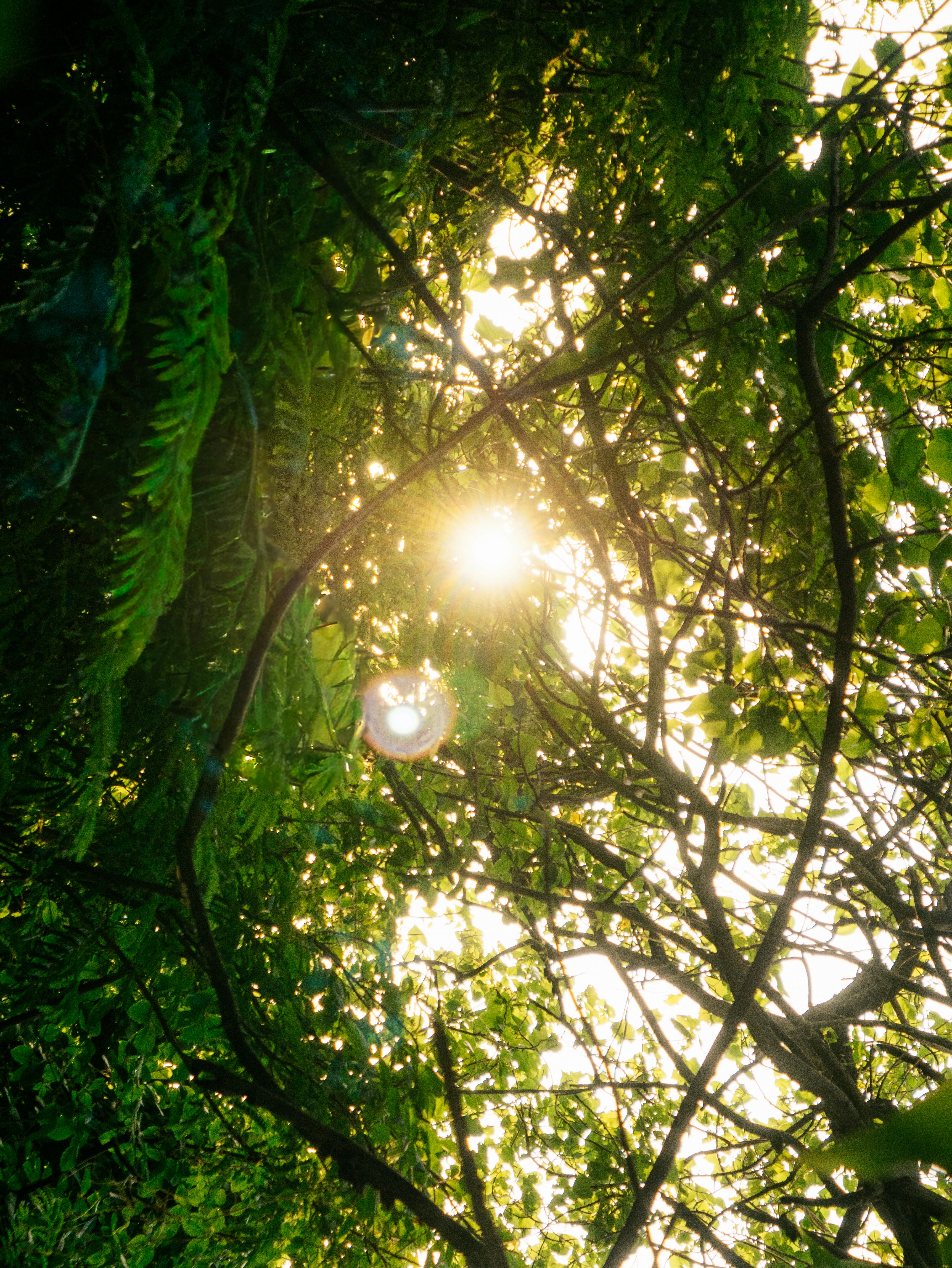 Sunlight filtering through lush green forest canopy.