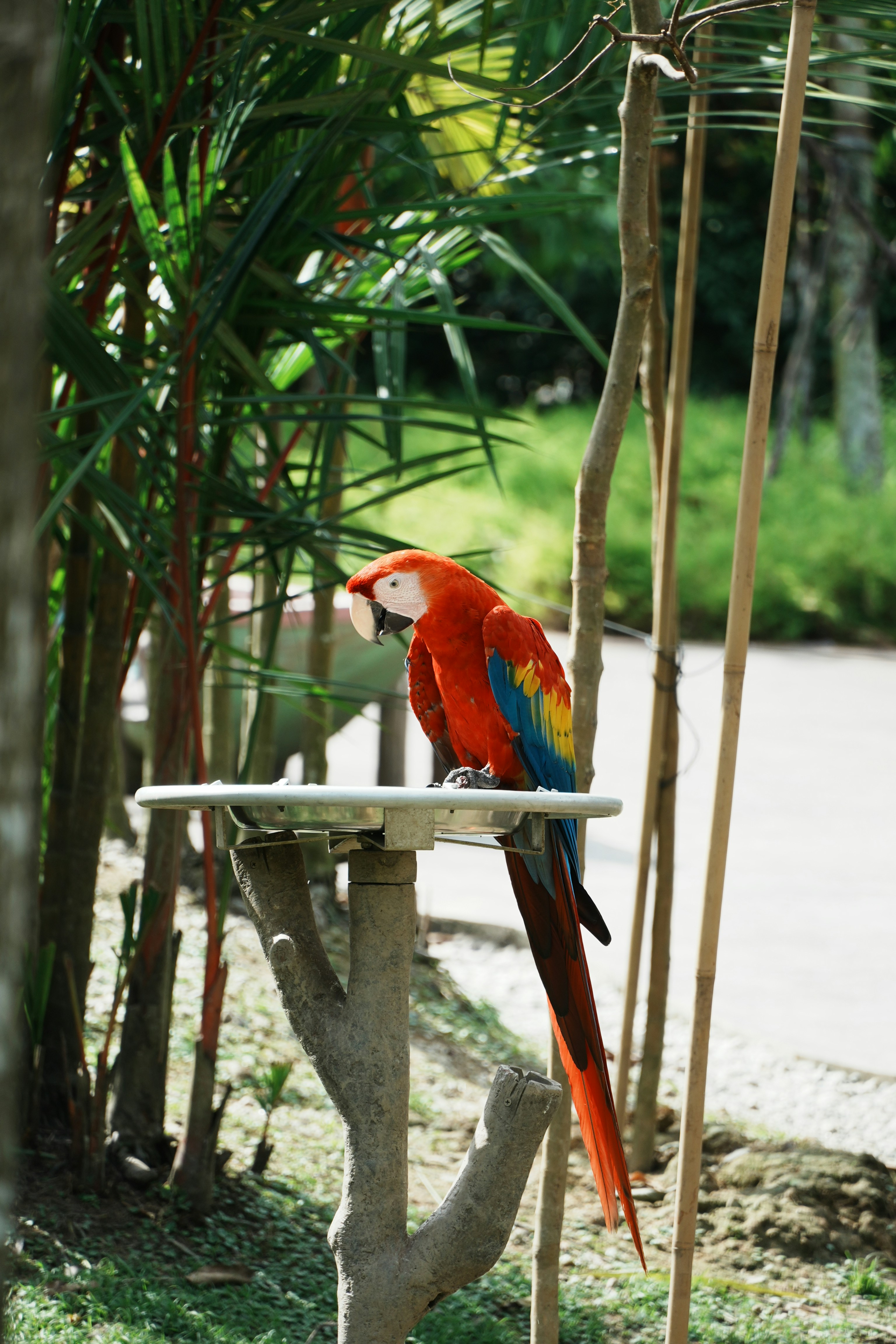 Vibrant Encounter: The Scarlet Macaw's Moment