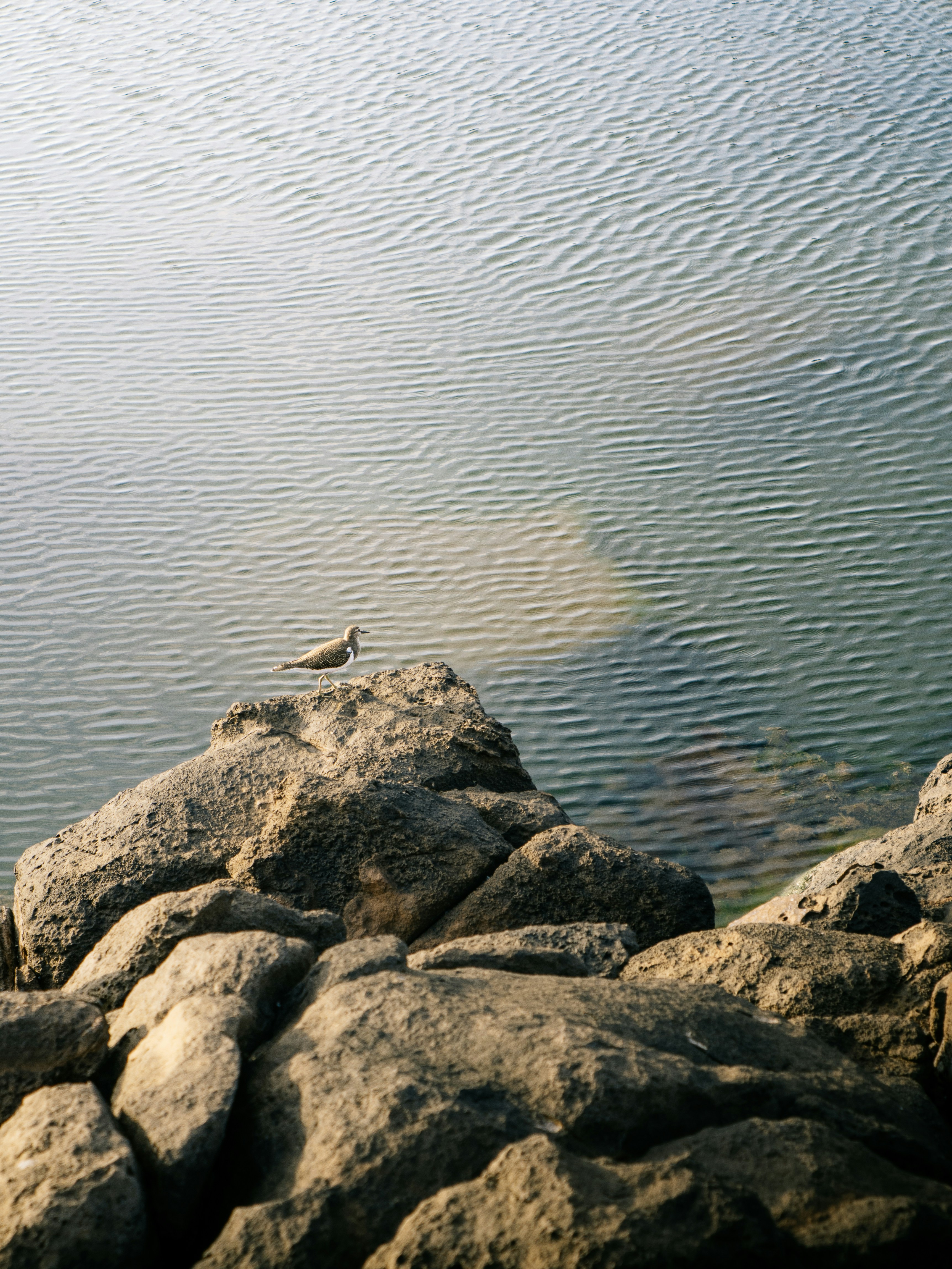 Seagull perched on rocks by the water