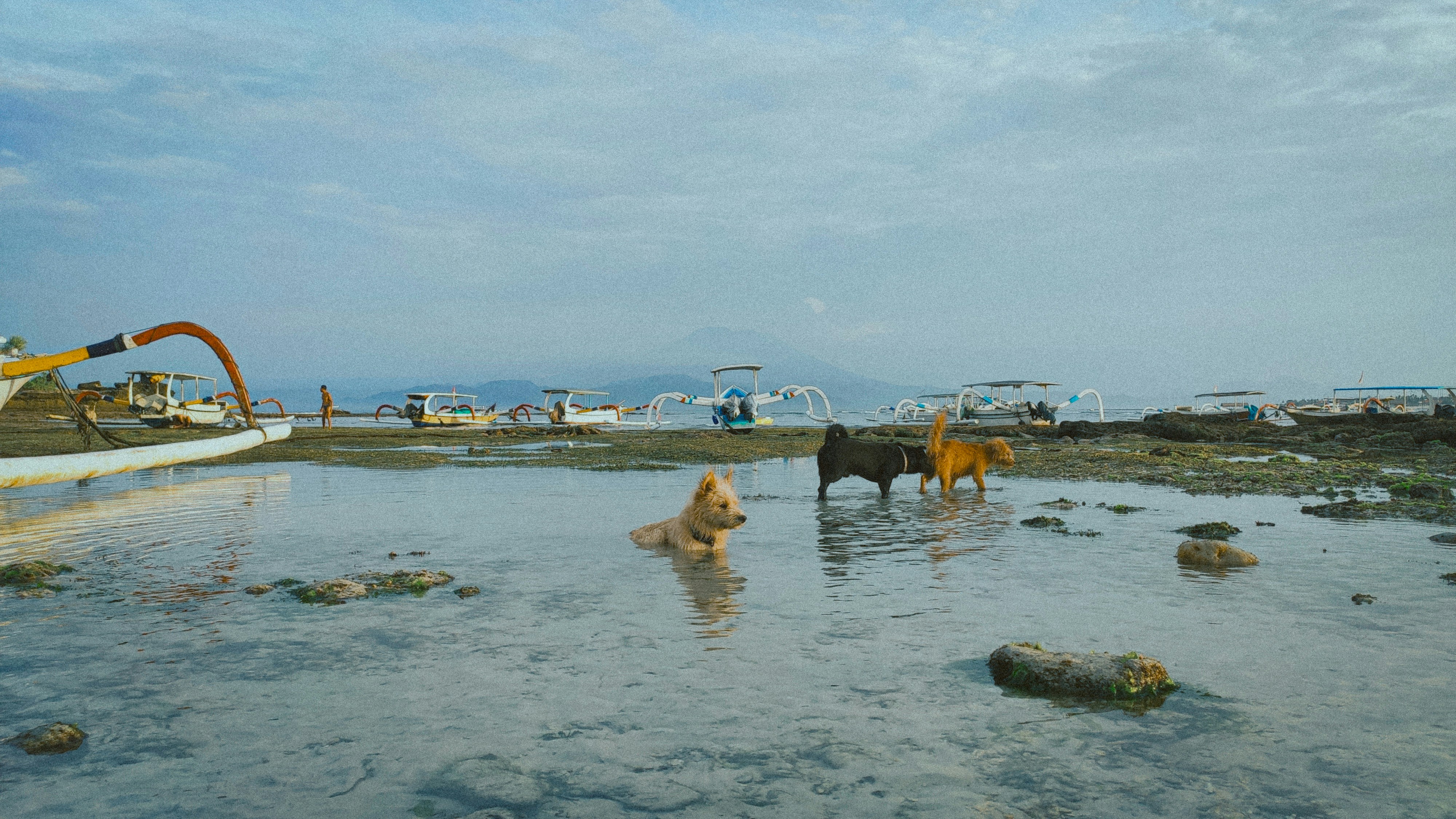 Tide Pool Companions: Two Dogs in a Quiet Coastal Scene