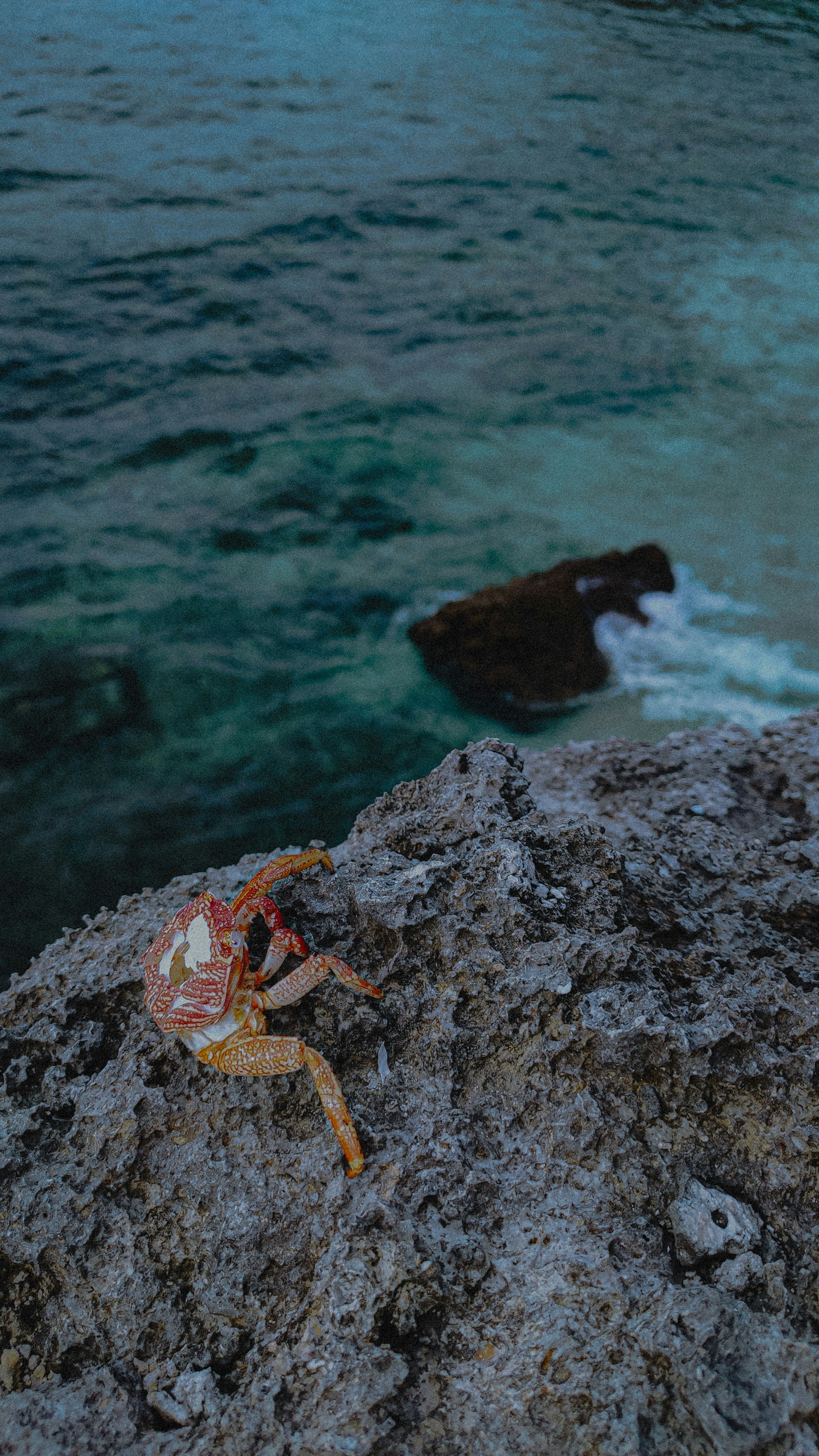 Crustacean's Coastal Perch