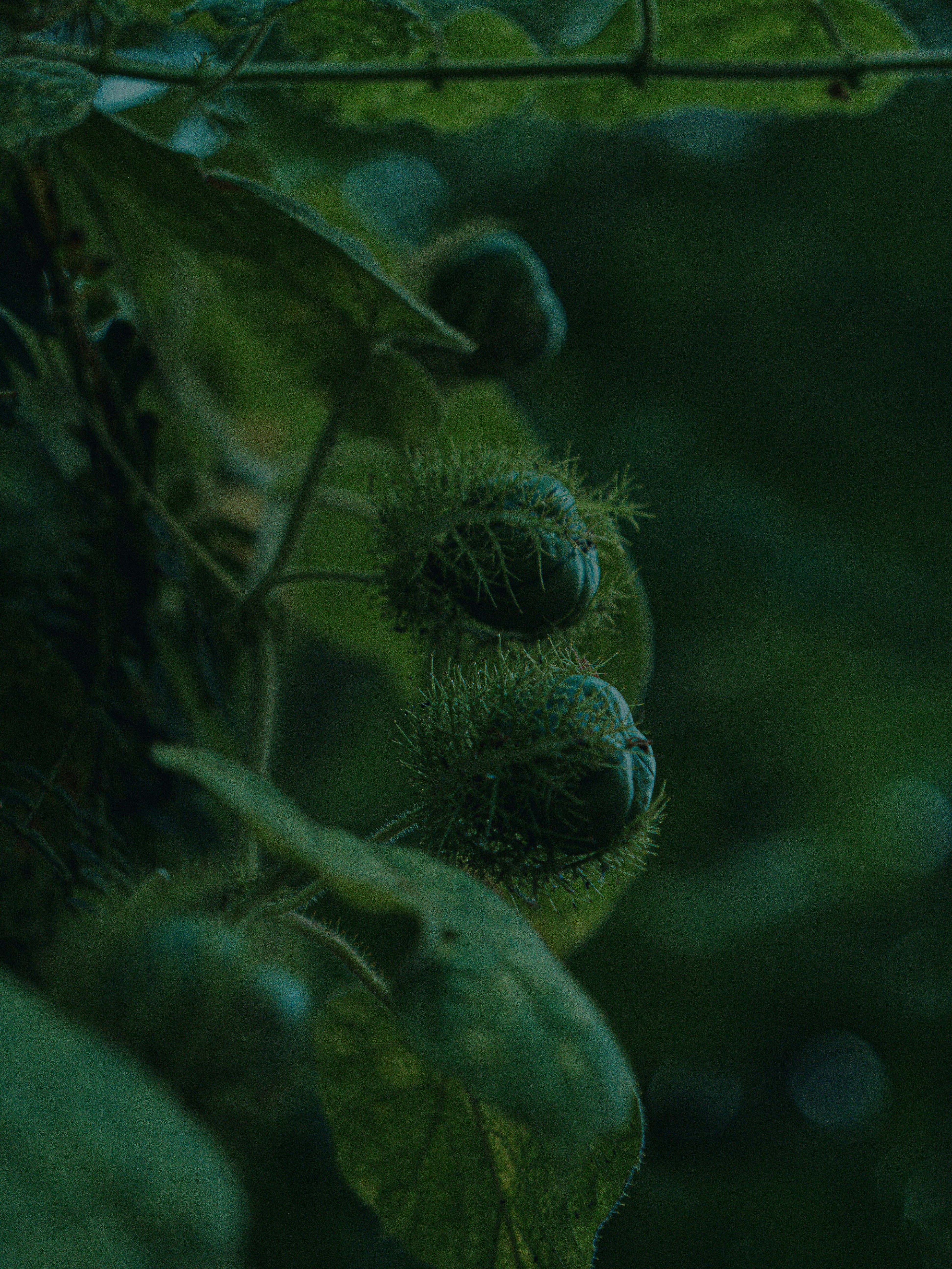 Whispers of Nature's Growth