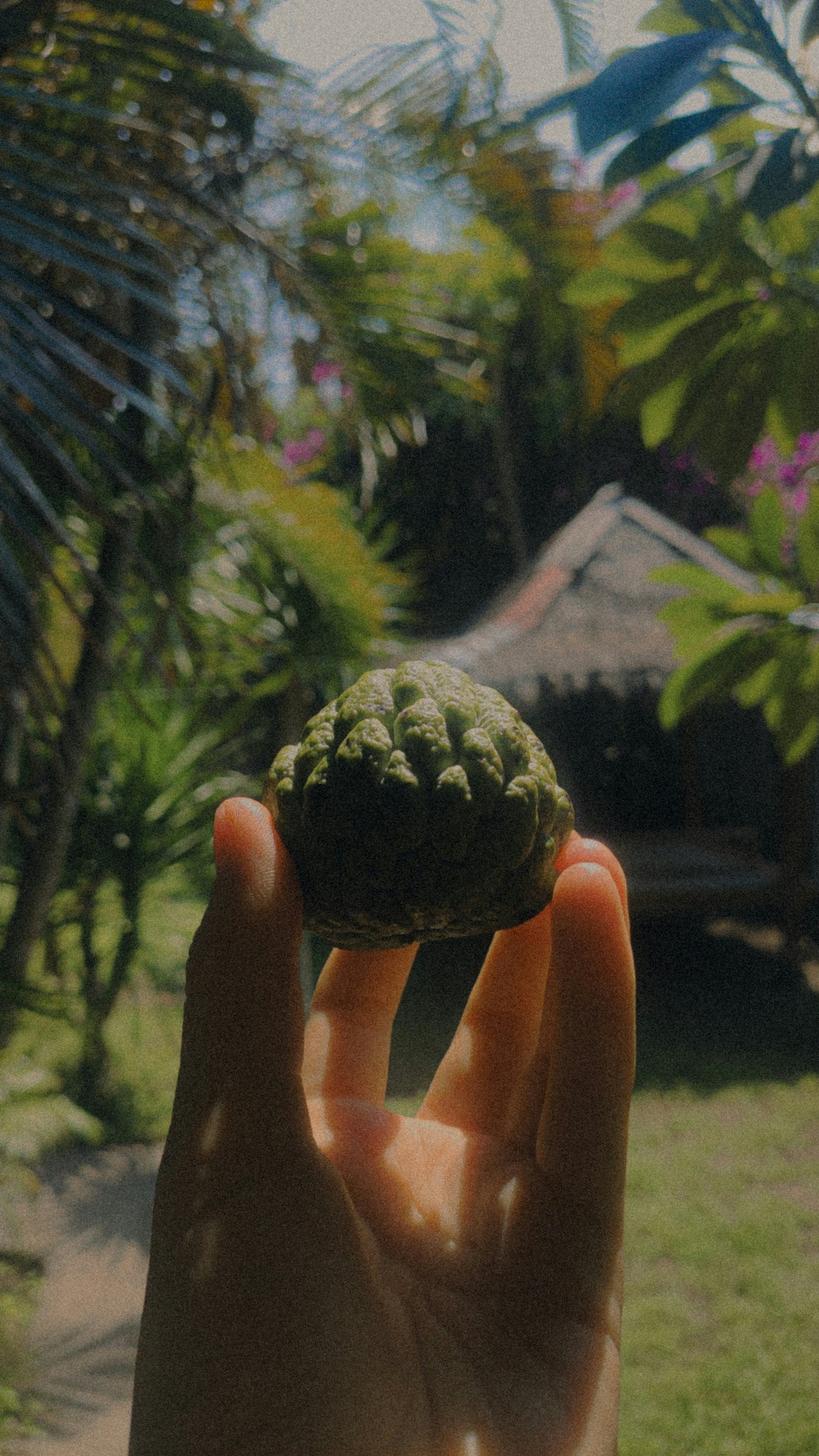 Hand holding a green, bumpy fruit with tropical foliage.
