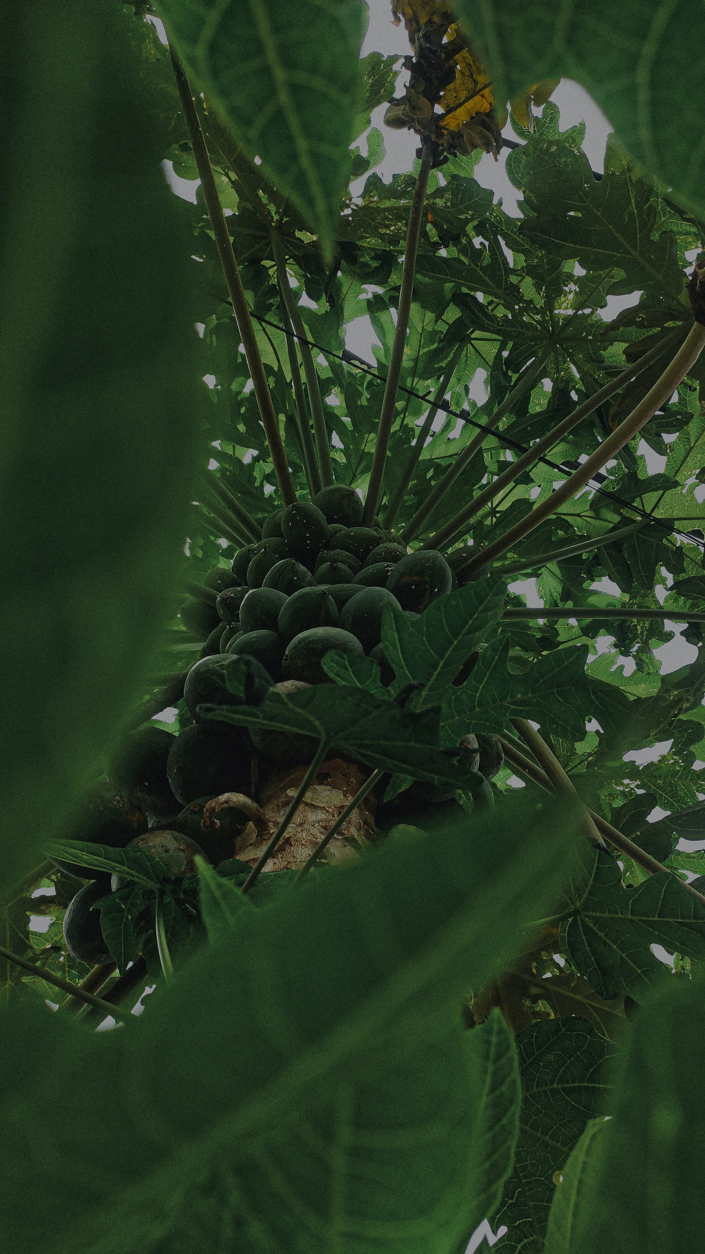 Unripe papayas growing on a tree branch