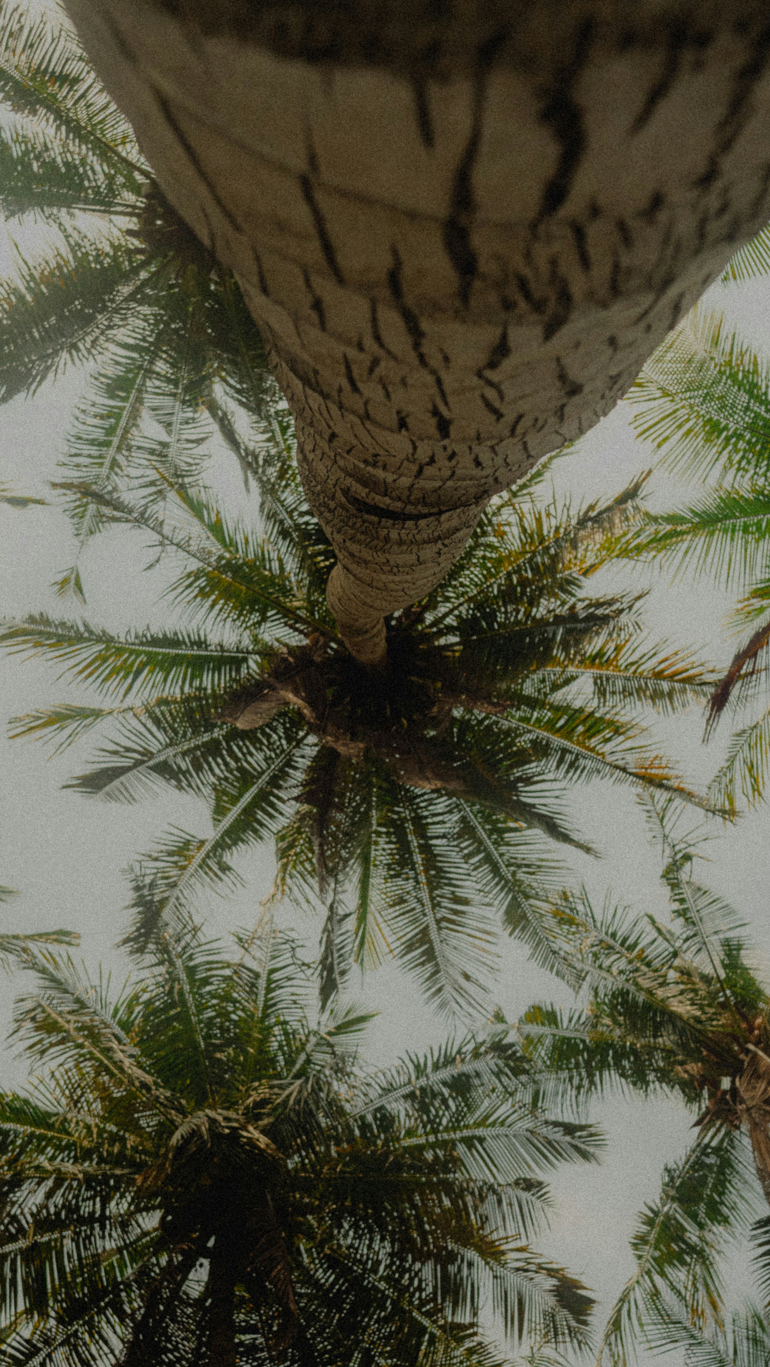 Vertical Serenity: A Palm's Perspective