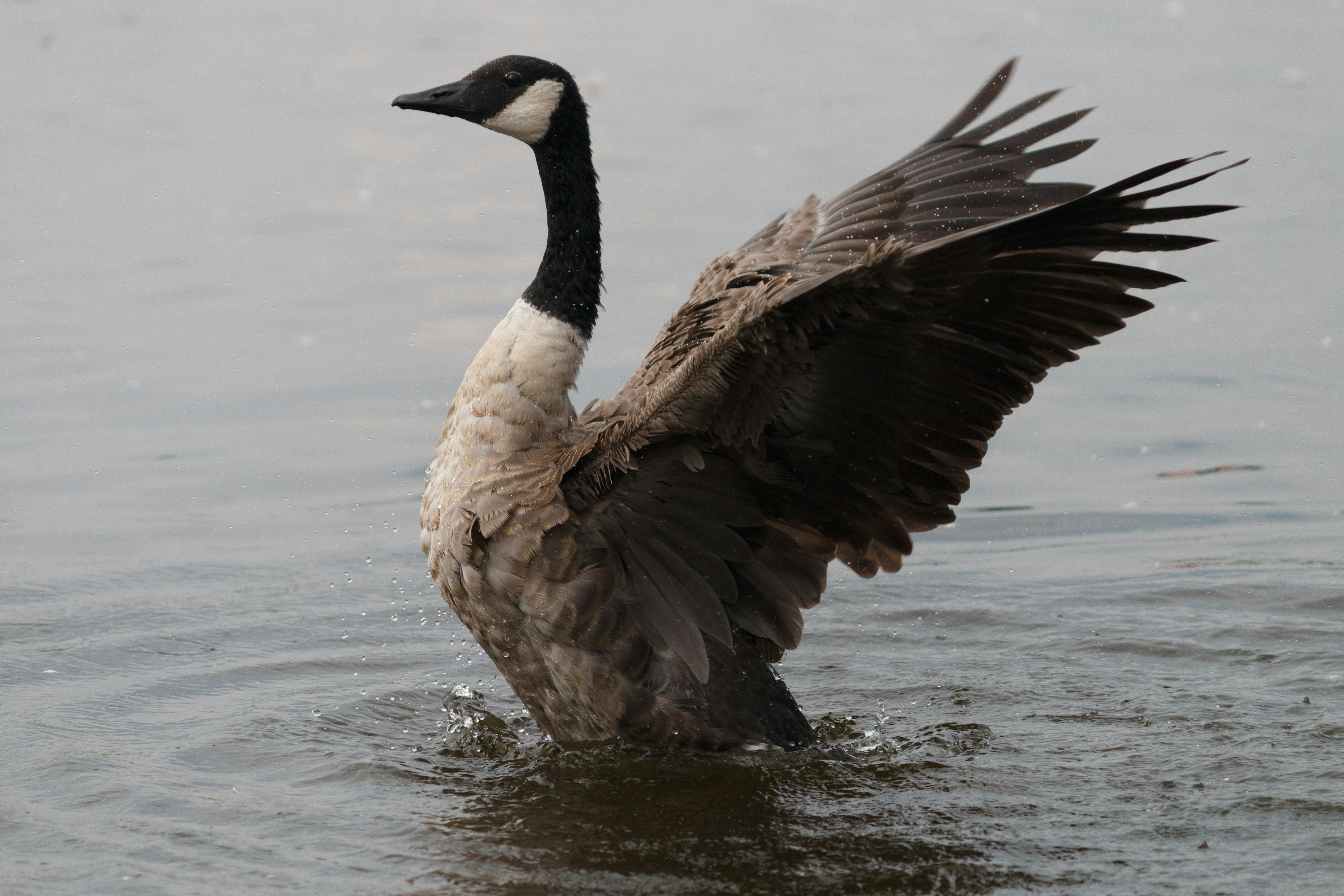 Canada goose with wings spread in water