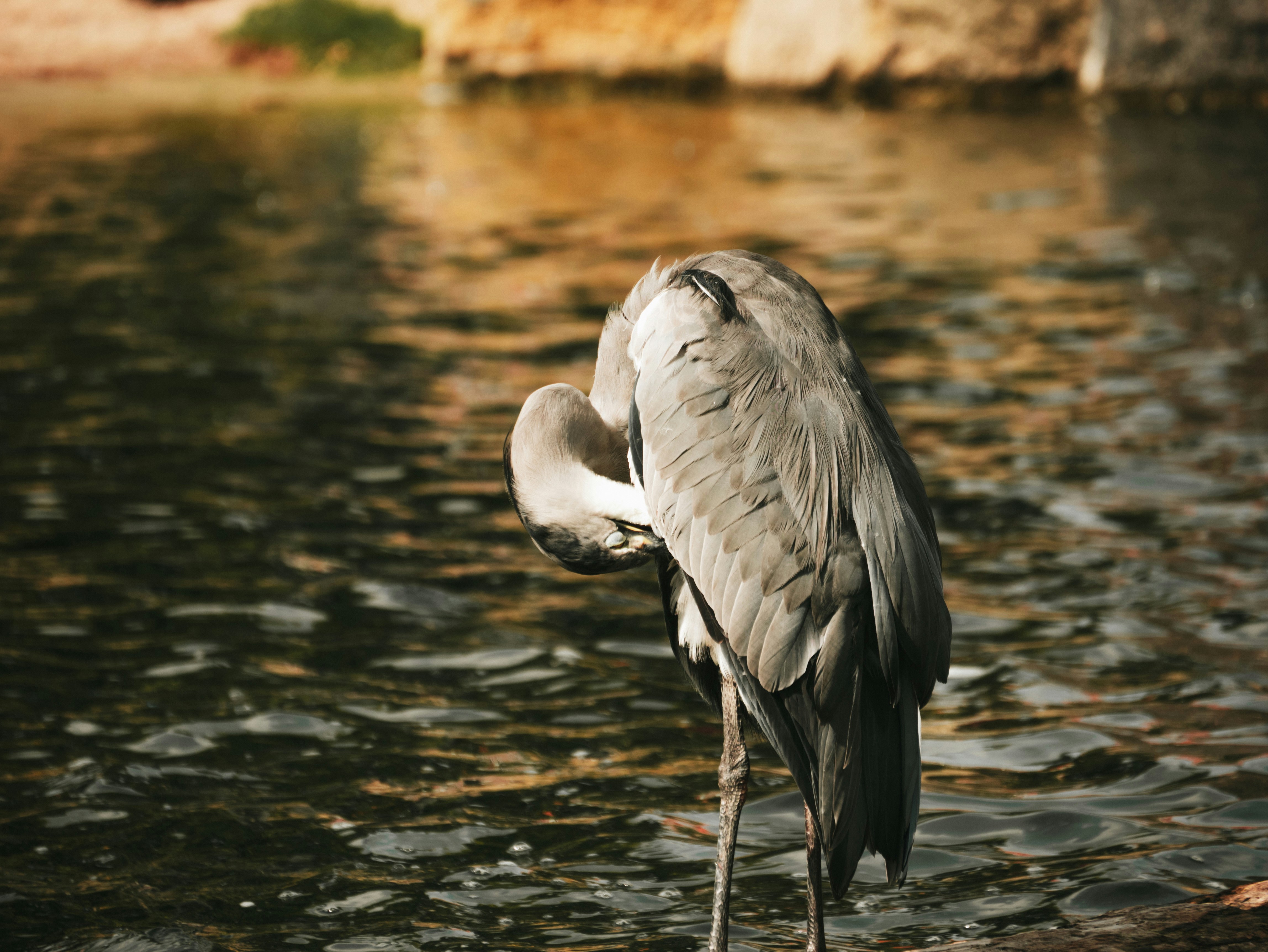 Elegance in Reflection: A Heron's Quiet Moment