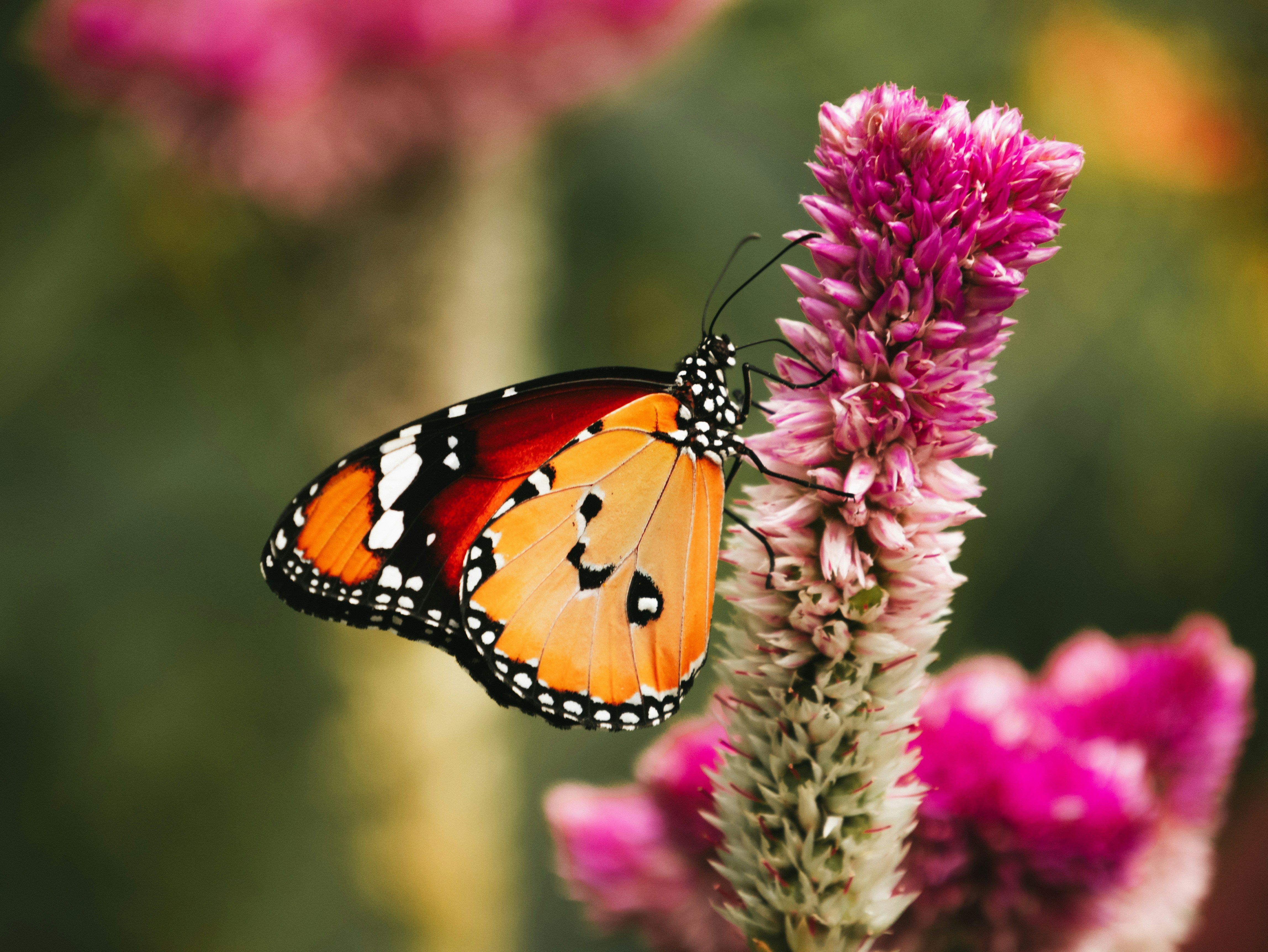 Whispers of Nature: The Monarch's Embrace