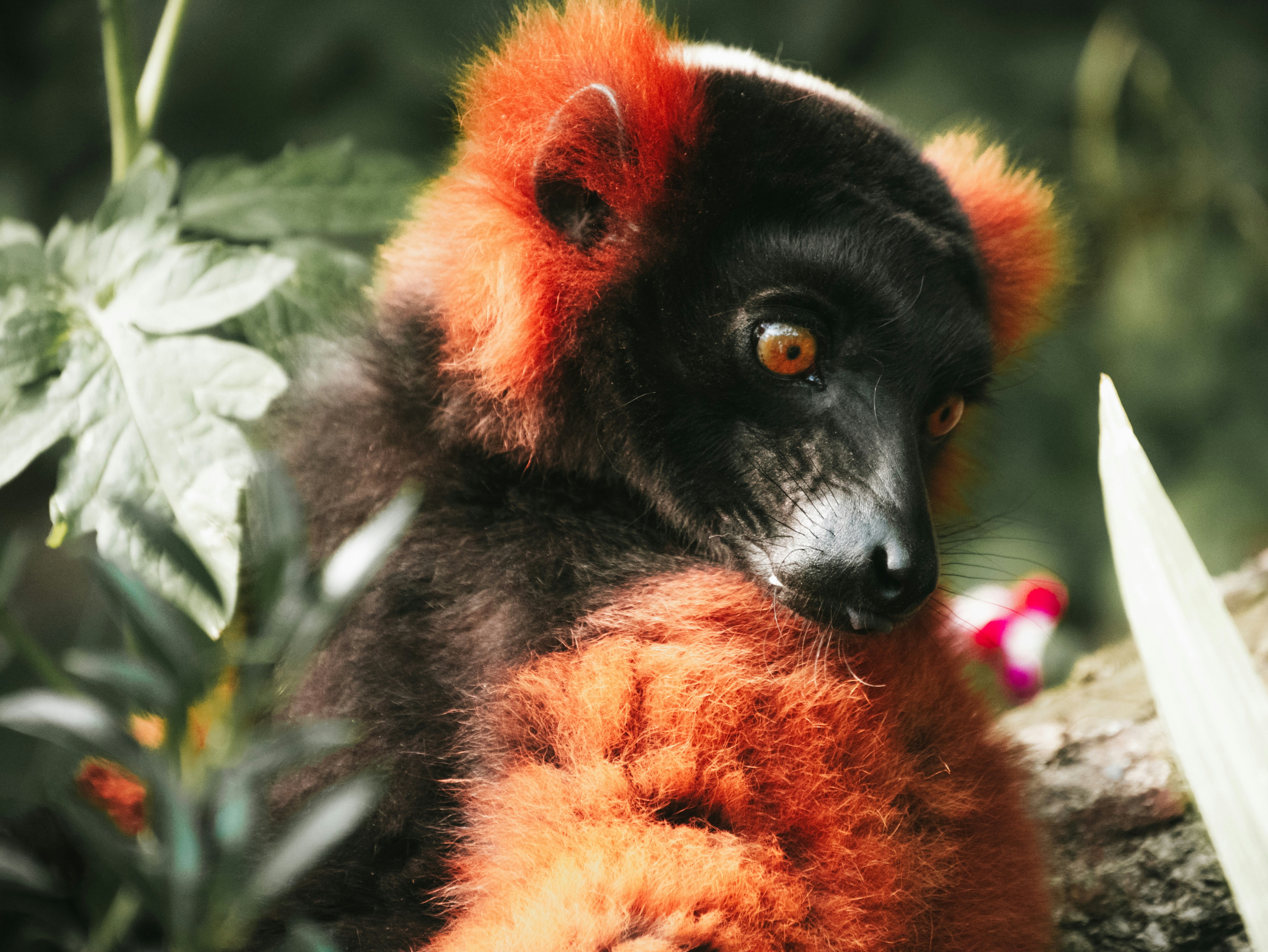 Whispers of the Jungle: A Lemur's Gaze