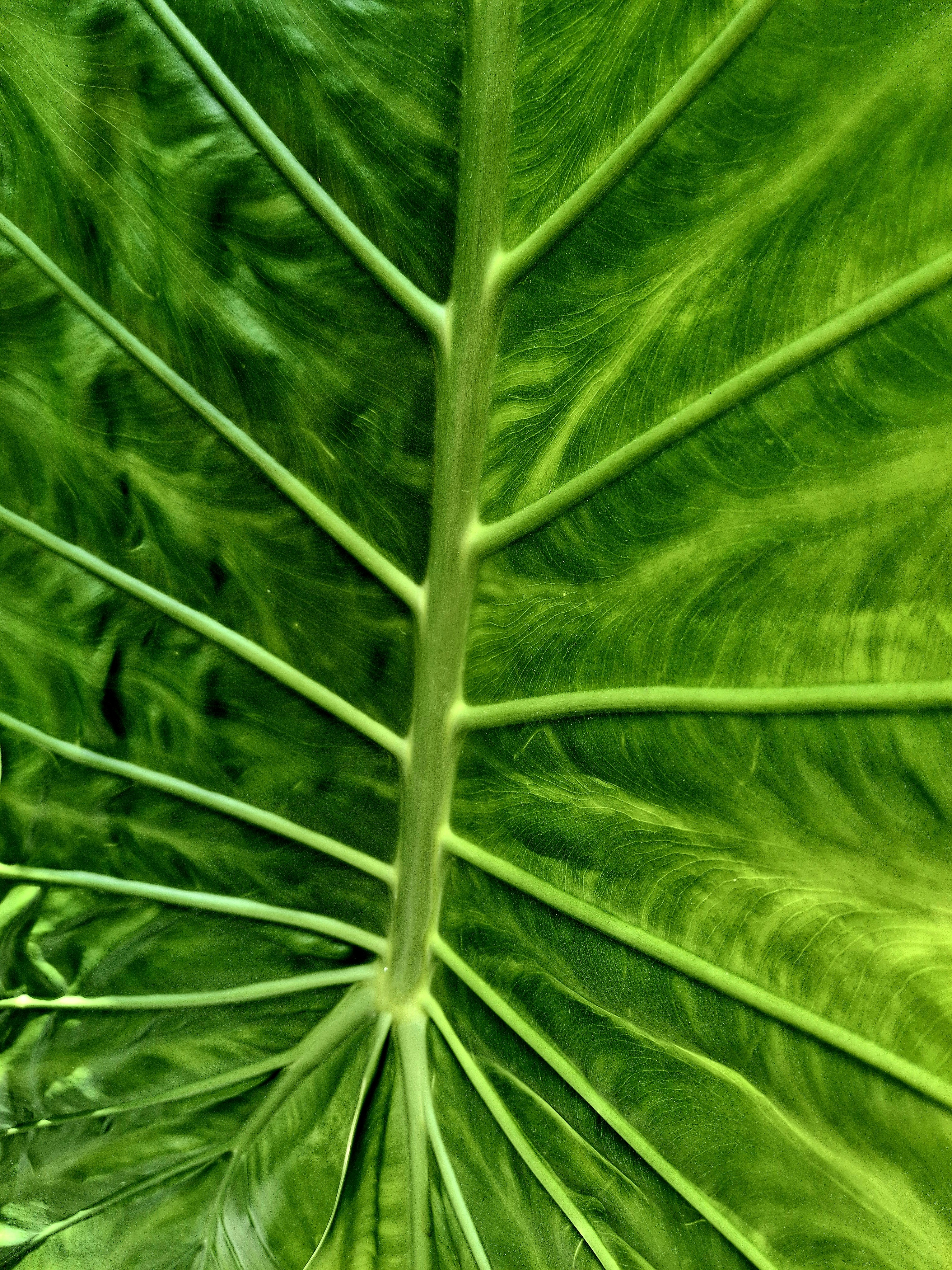 Sample photo from Samsung Galaxy A35