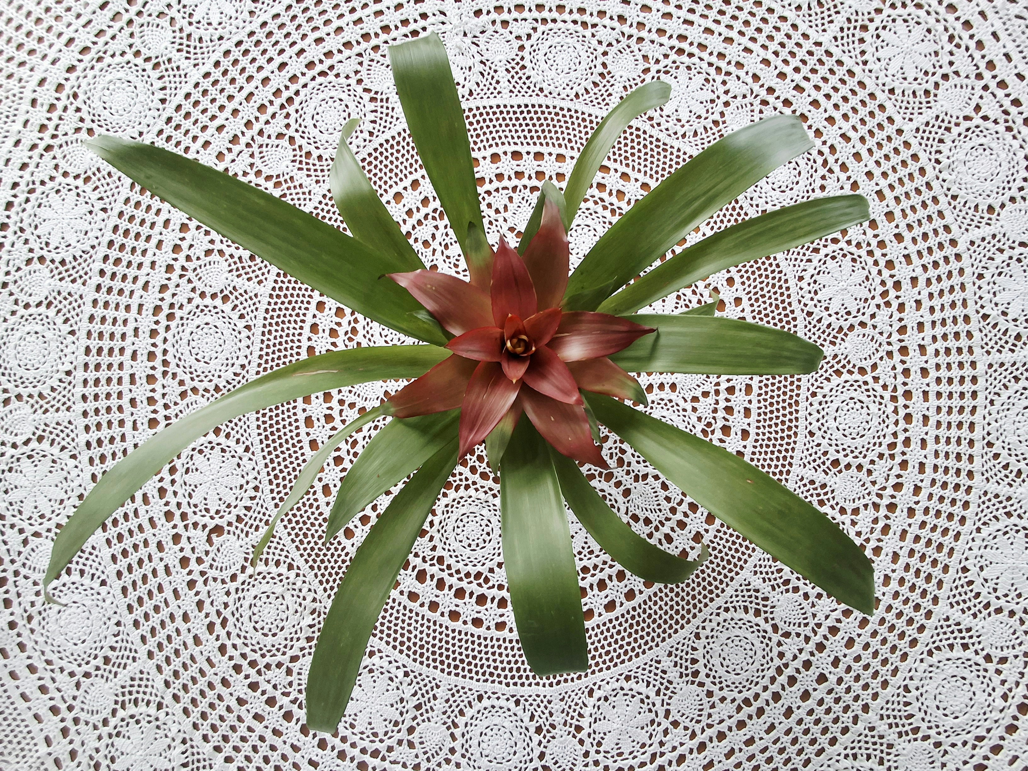 An overhead view of a plant on a table with a patterned tablecloth. | Green bromeliad plant with red center on lace