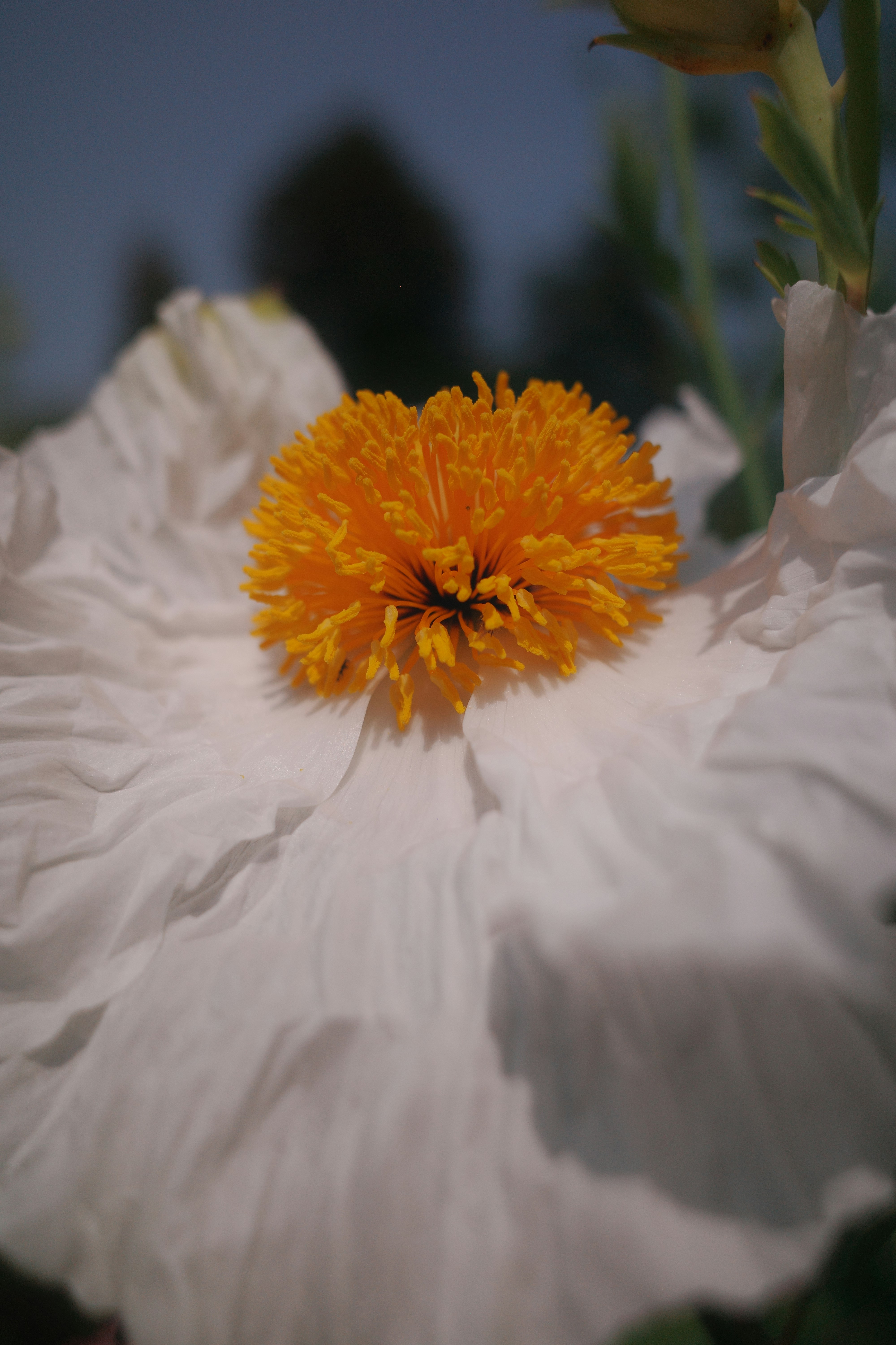 Golden Heart of Nature