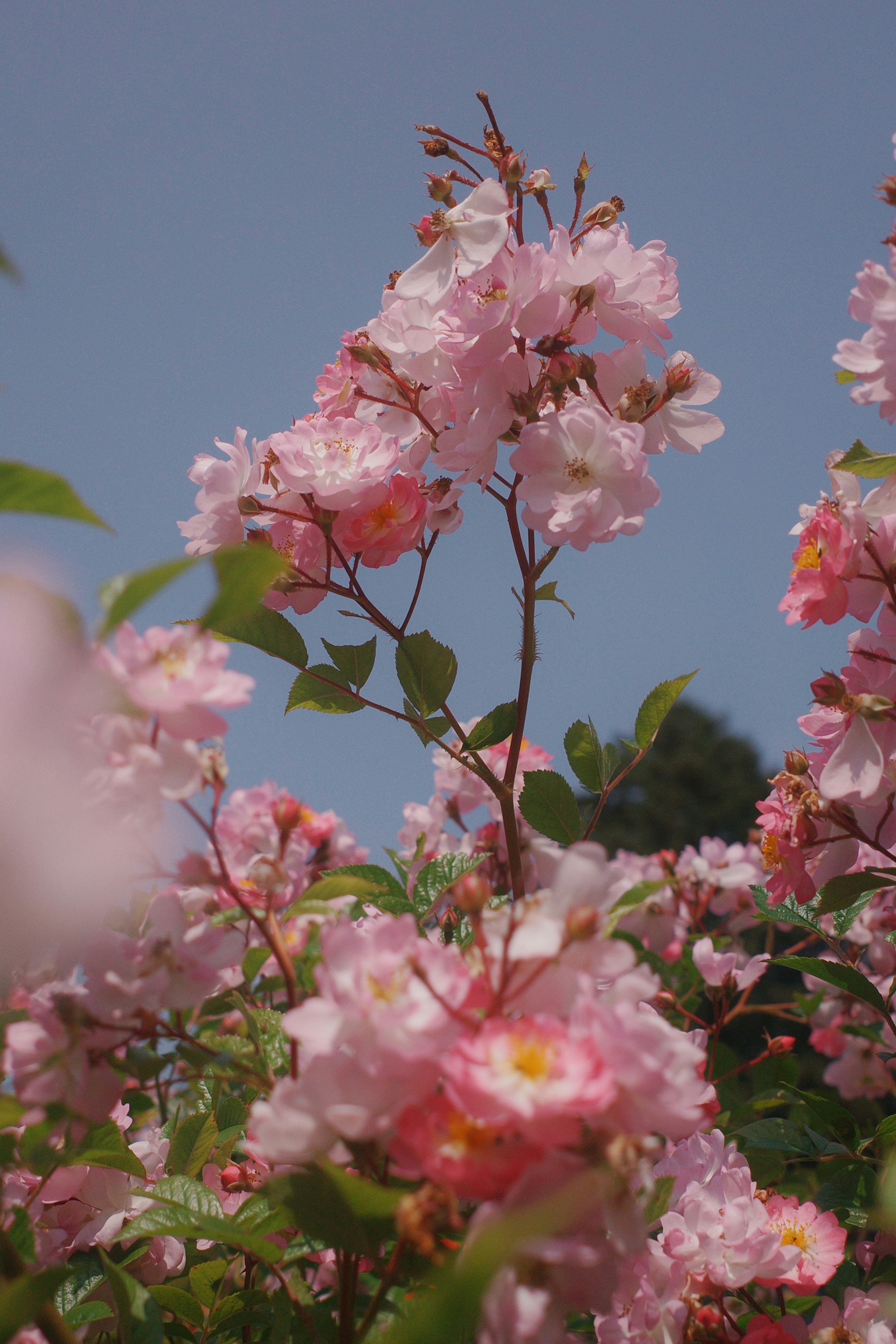 Whispers of Spring: A Floral Symphony