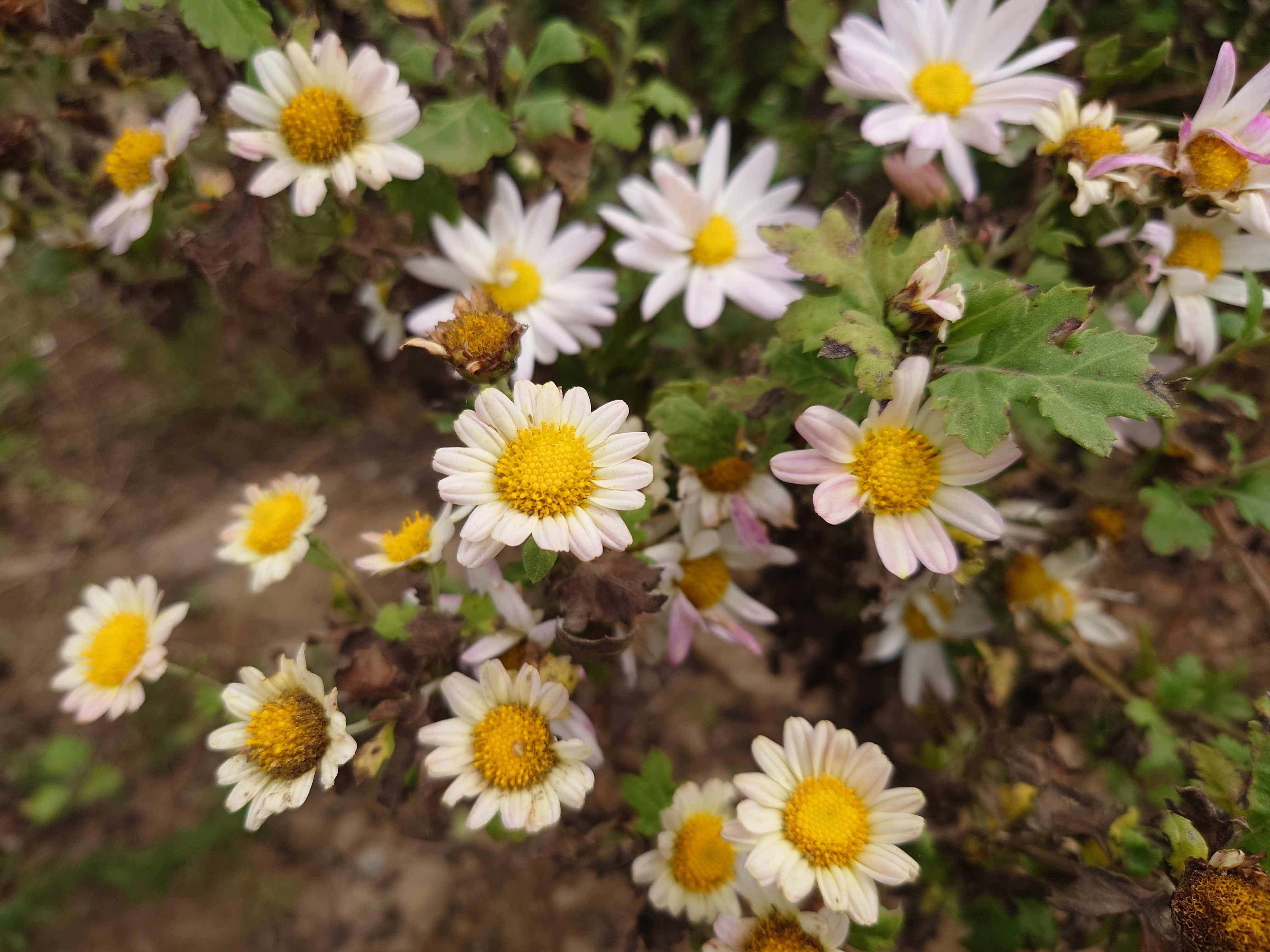 Whispers of Spring: A Floral Mosaic