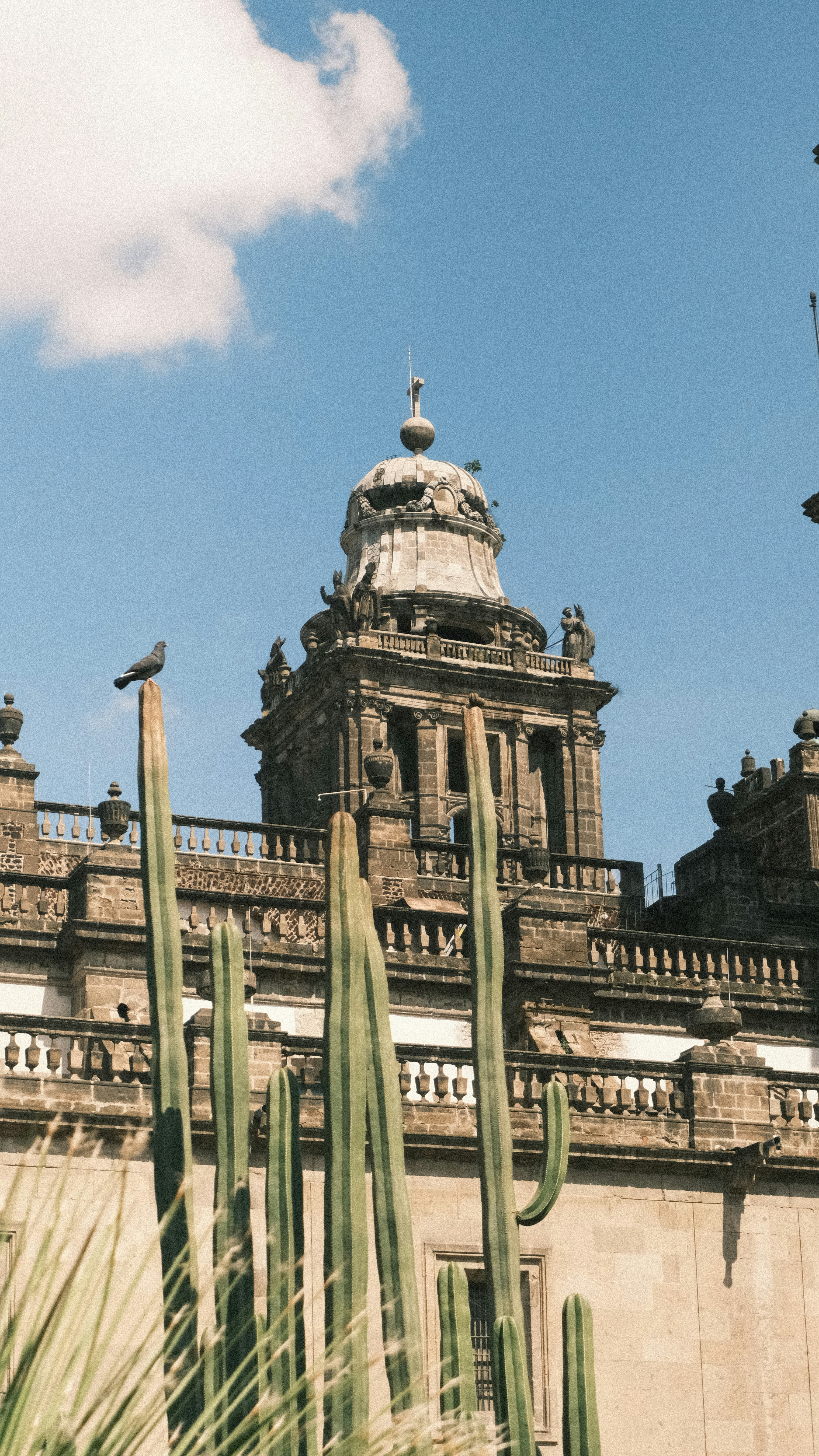 Tall cacti in front of a historic stone building