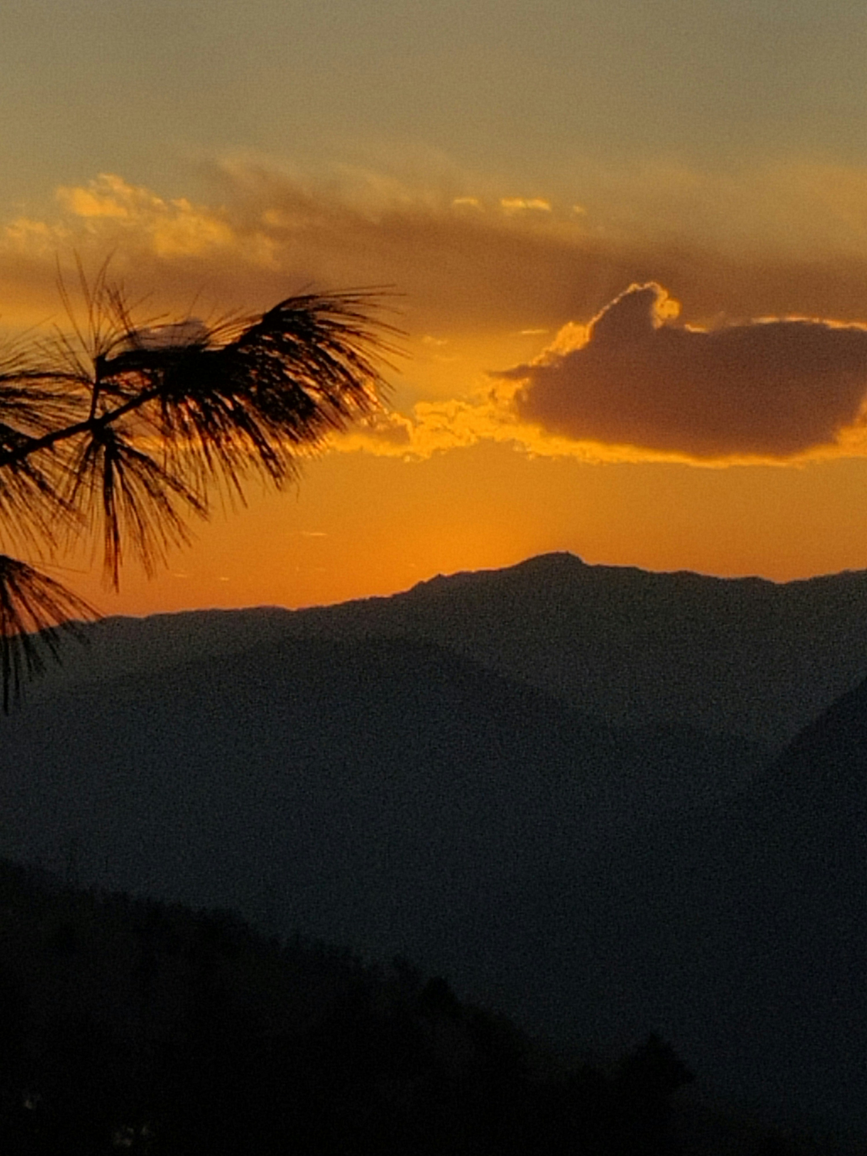 Silhouetted mountains under a vibrant sunset, framed by the delicate branches of a pine tree. The warm hues create a serene atmosphere.
