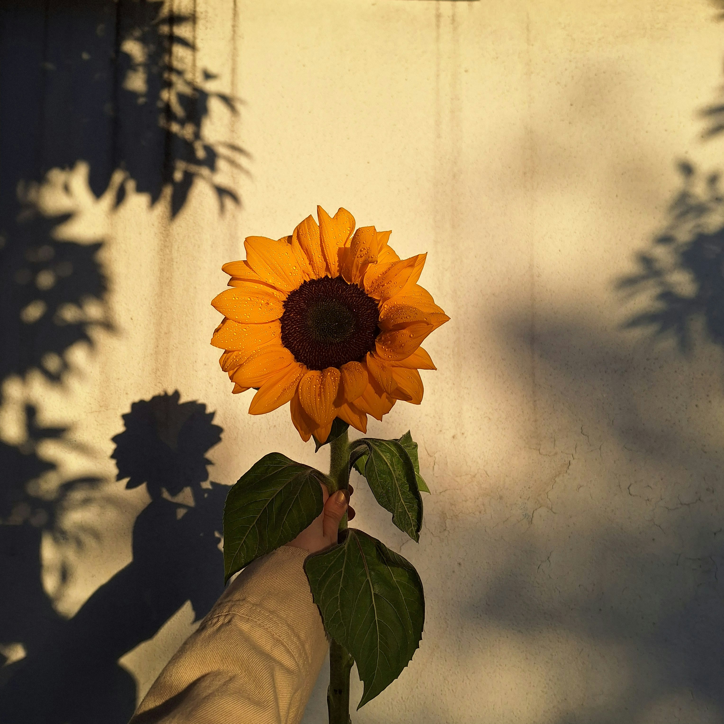 Hand holding a sunflower with shadows. A fresh sunflower with dewdrops, held against a wall in warm sunlight, casting natural shadows for a soft and artistic look. | A hand holds a bright sunflower against a textured wall.
