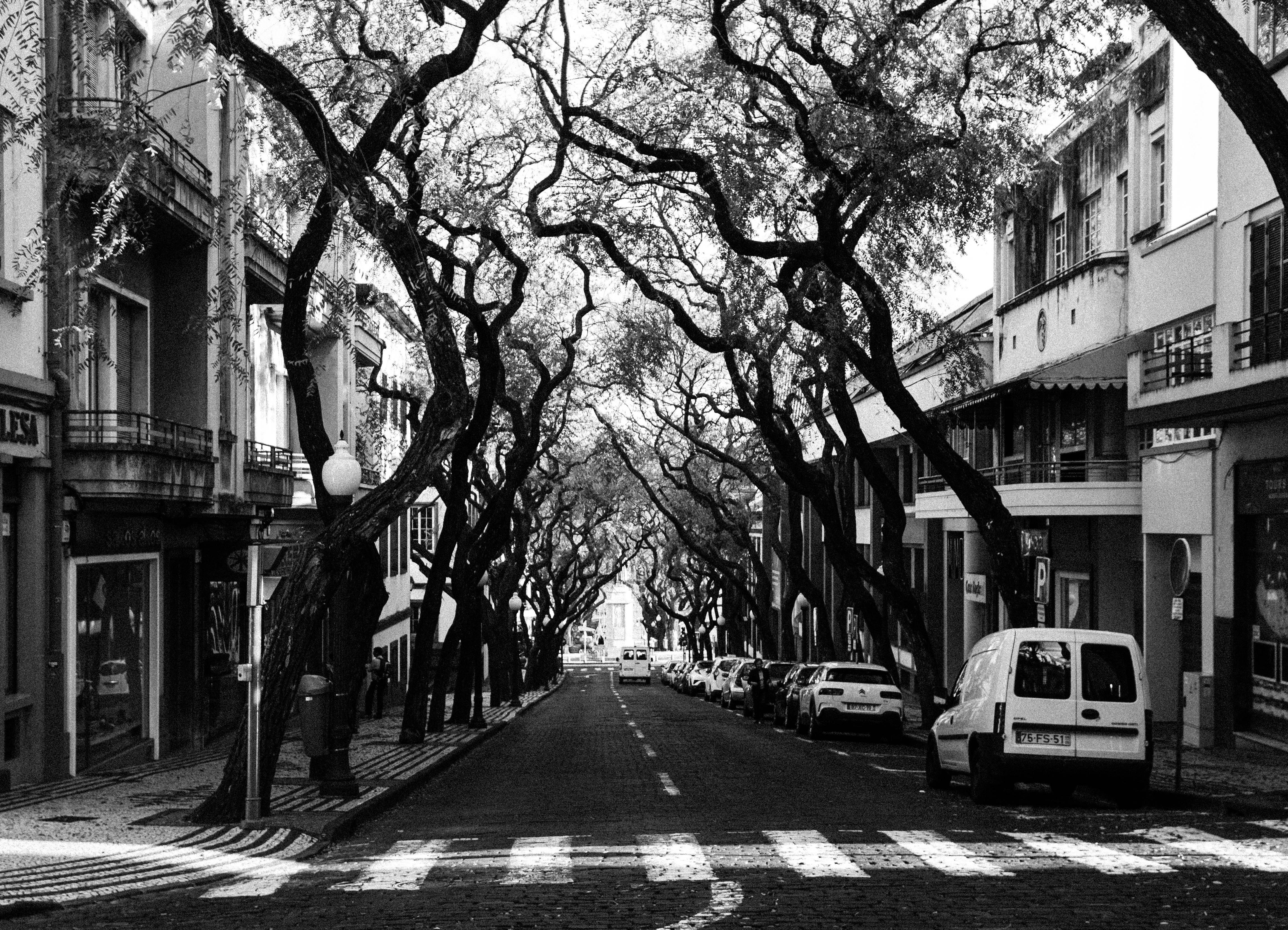 Tree-lined street with parked cars and crosswalk