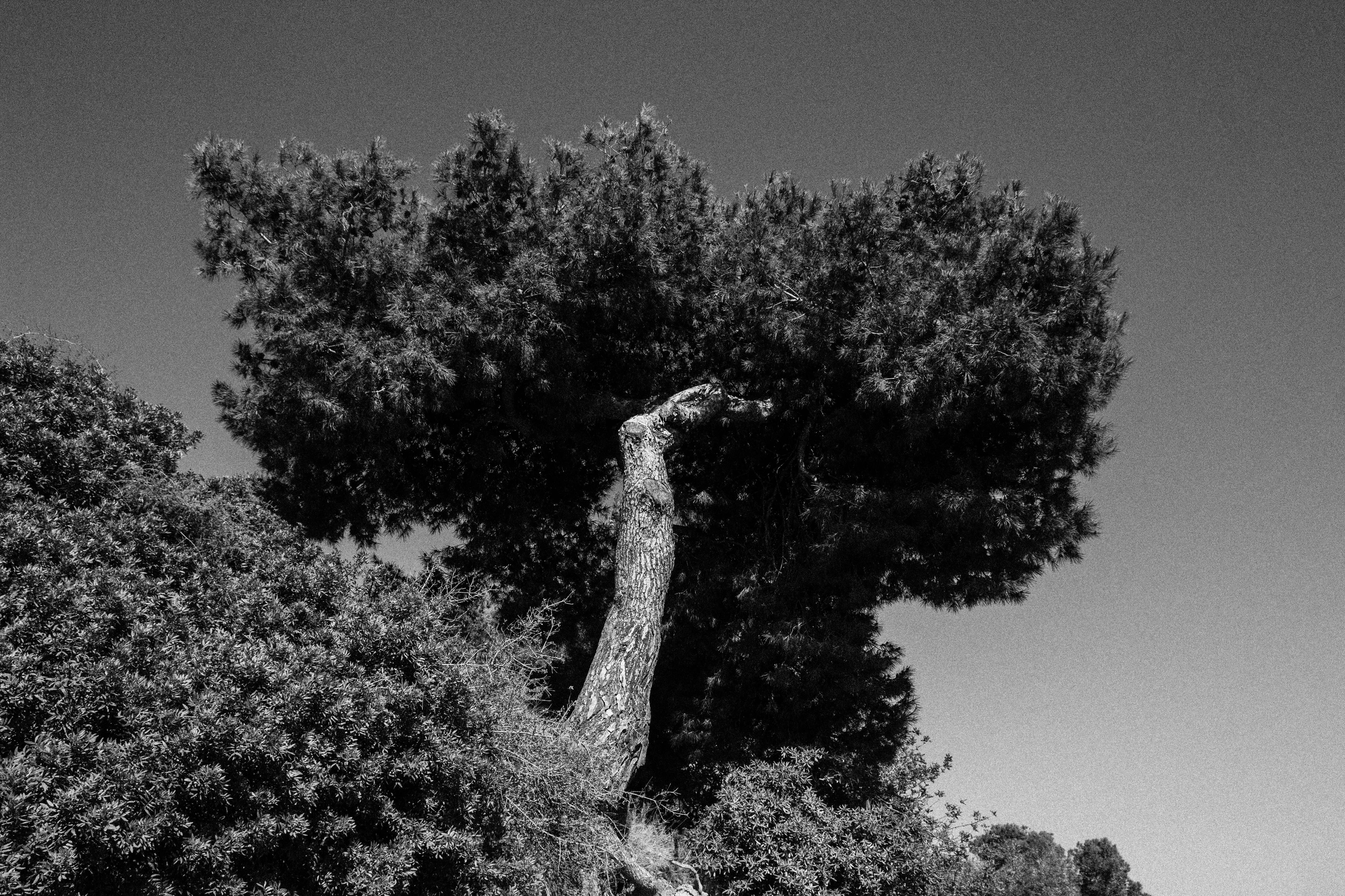 Monochrome Sentinel: A Broken Trunk Reaches Toward the Sky