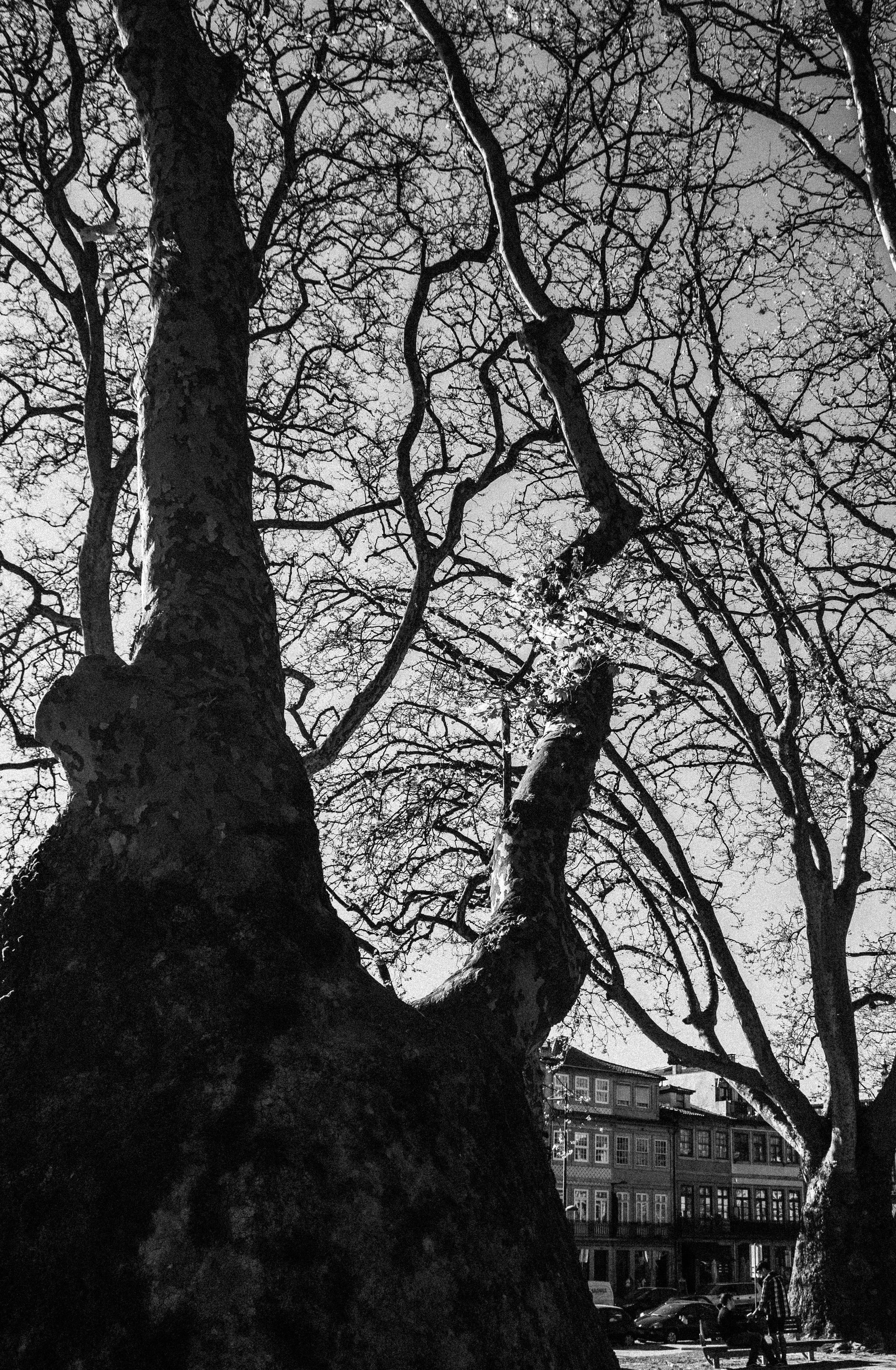 Whispers of Nature: A Dance of Shadows