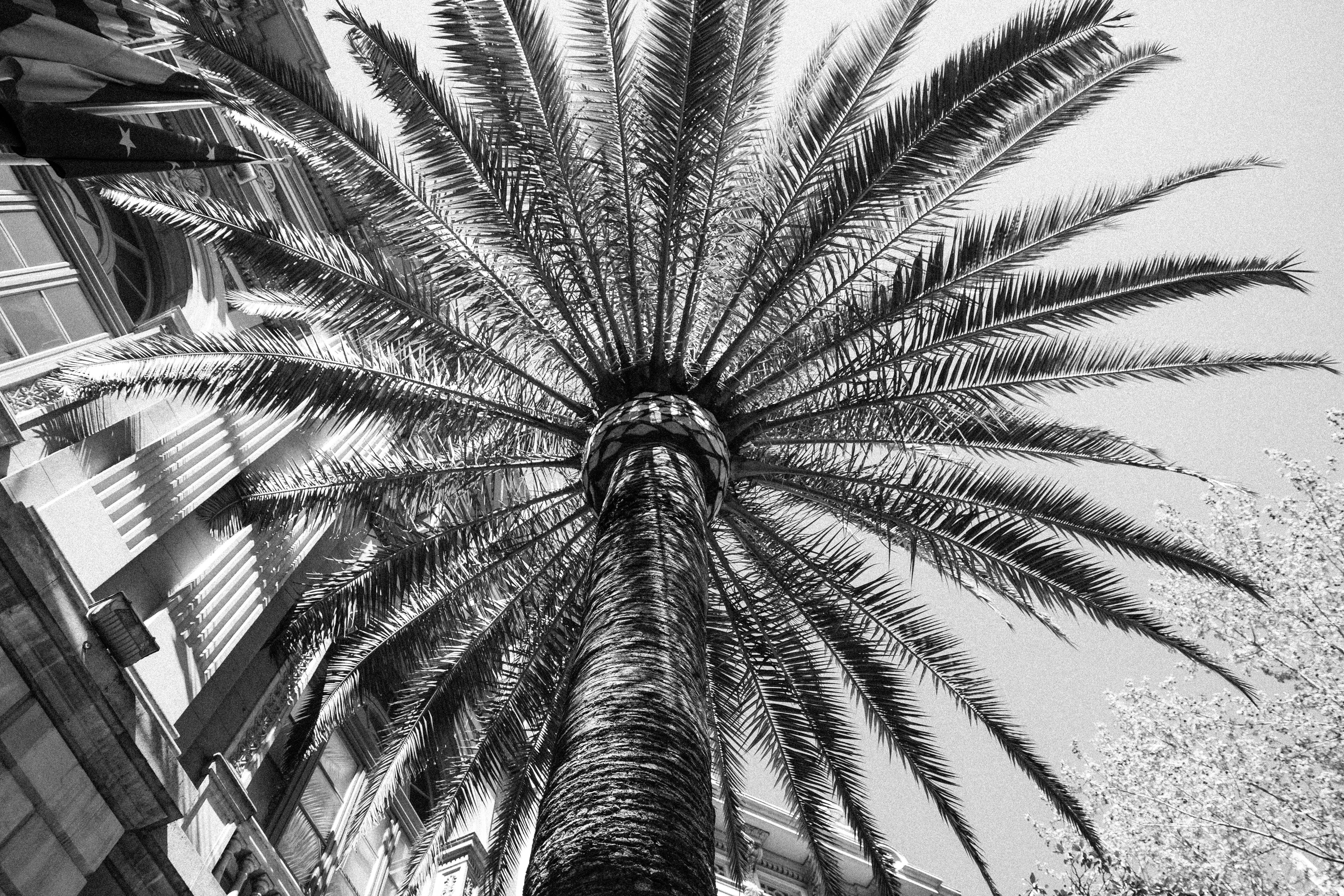Palm tree fronds against a building in black and white.