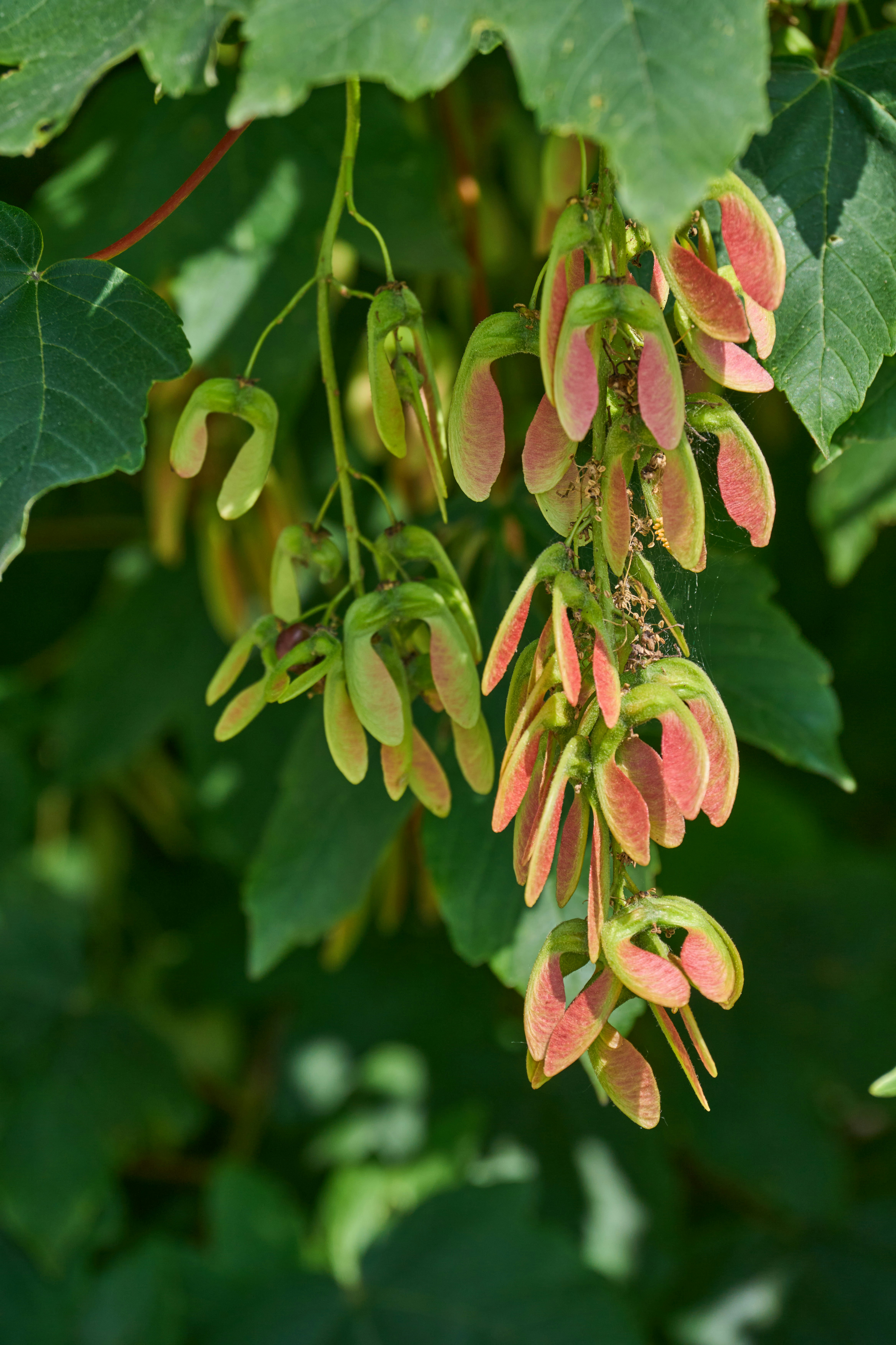 Clusters of winged seeds hang from a tree.