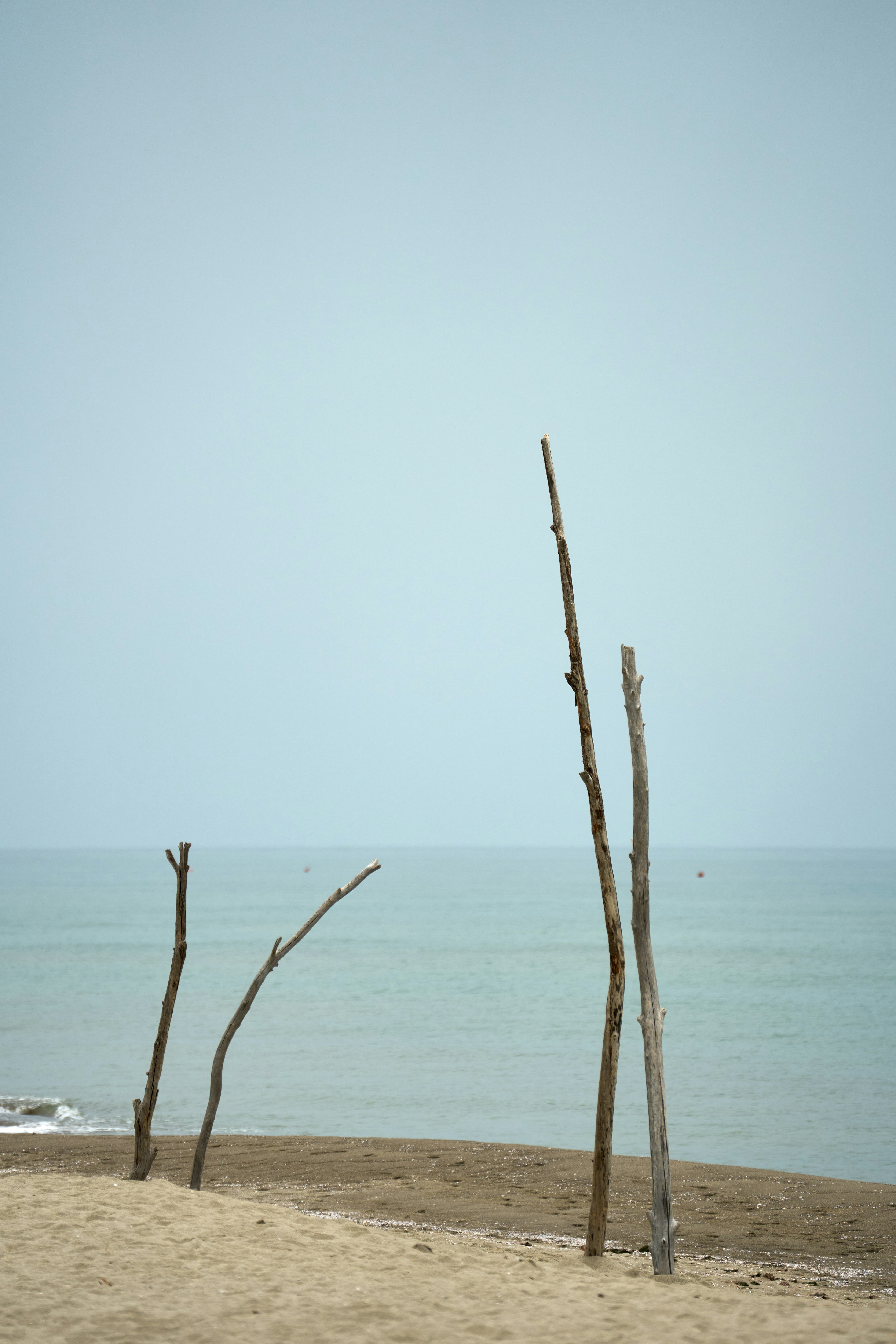 Driftwood stands on a sandy beach by the ocean.