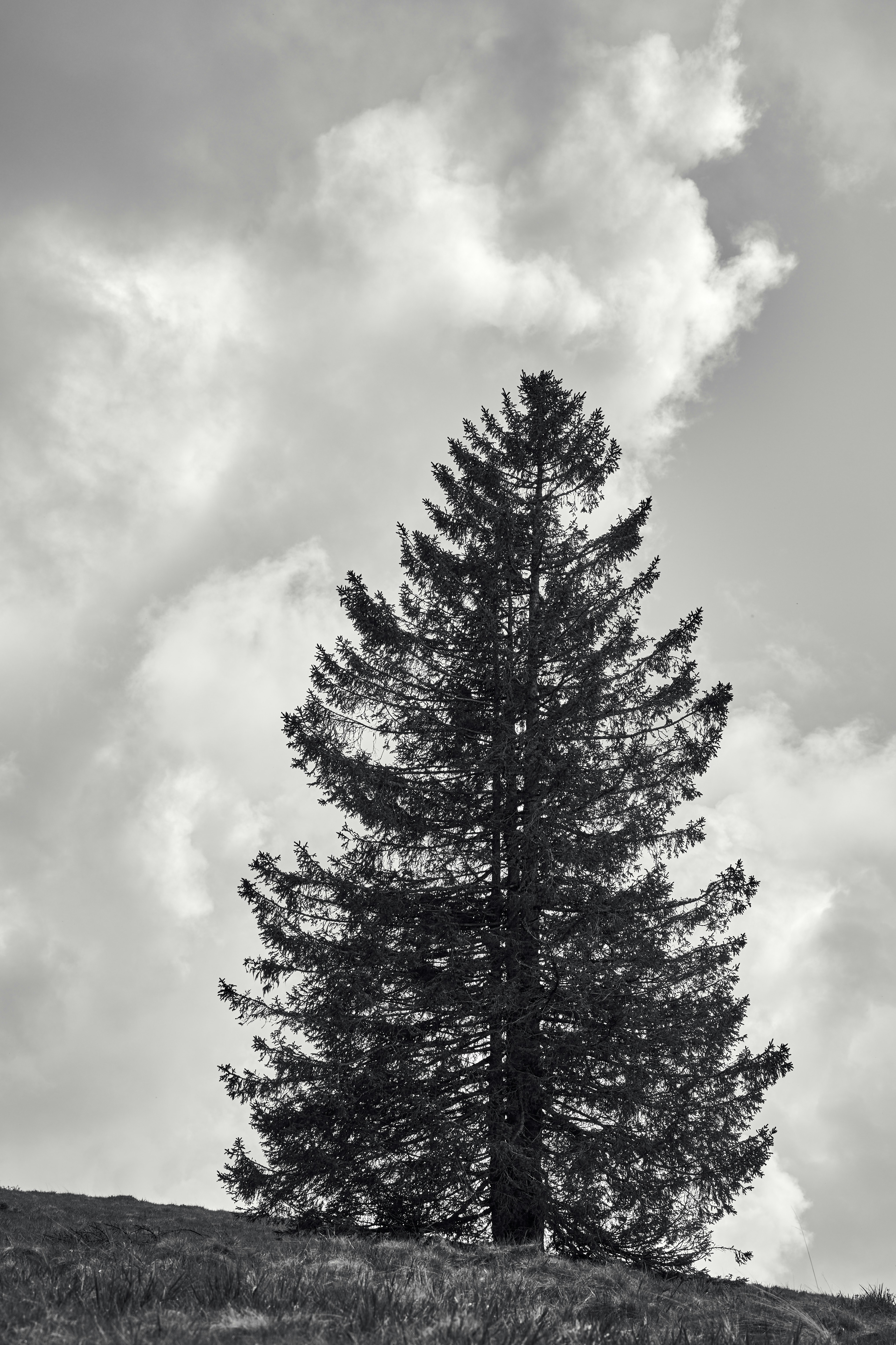 A lone pine tree stands against a cloudy sky.