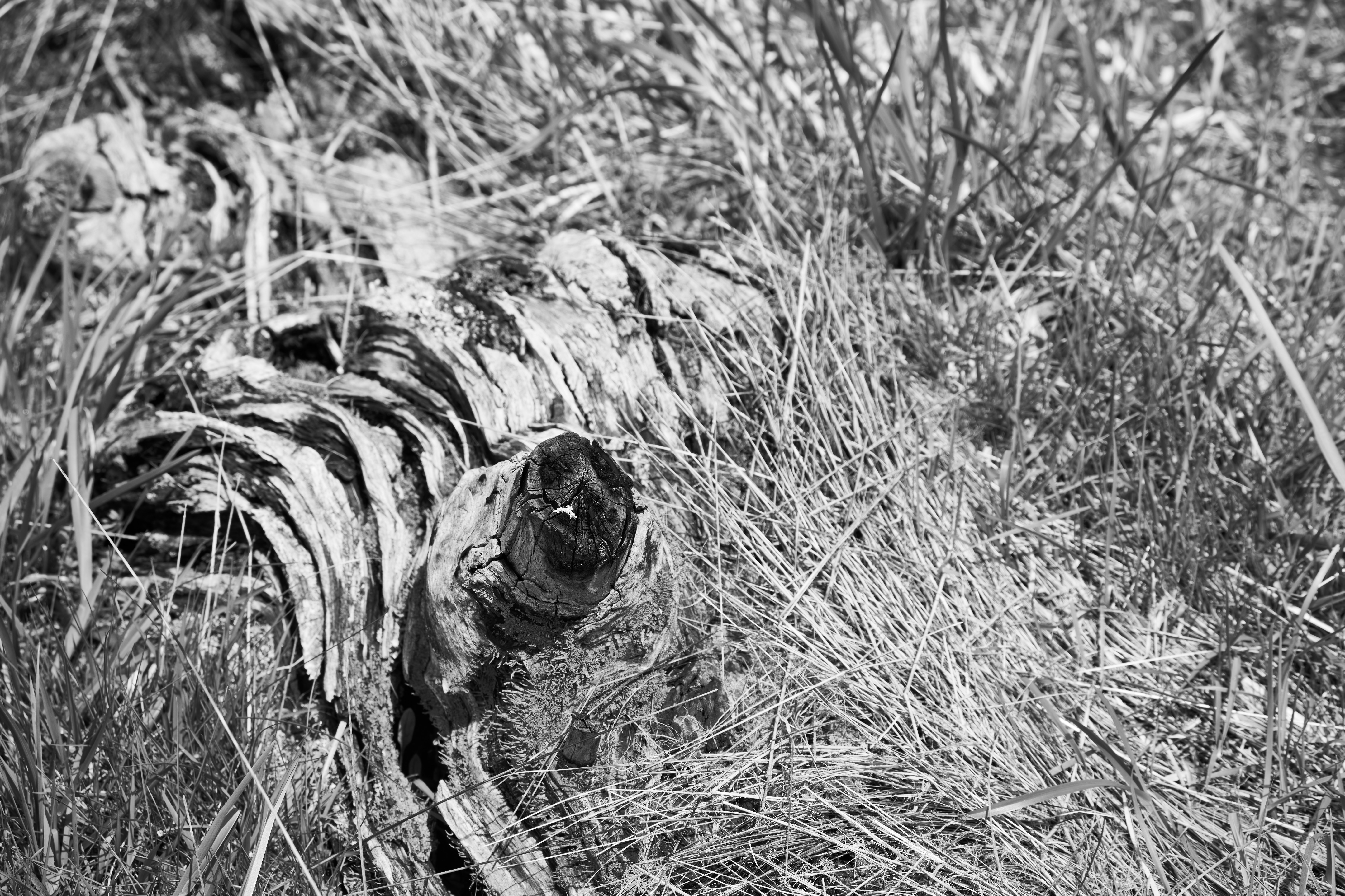 A weathered log intertwined with grass and foliage, showcasing the beauty of decay in a natural setting.