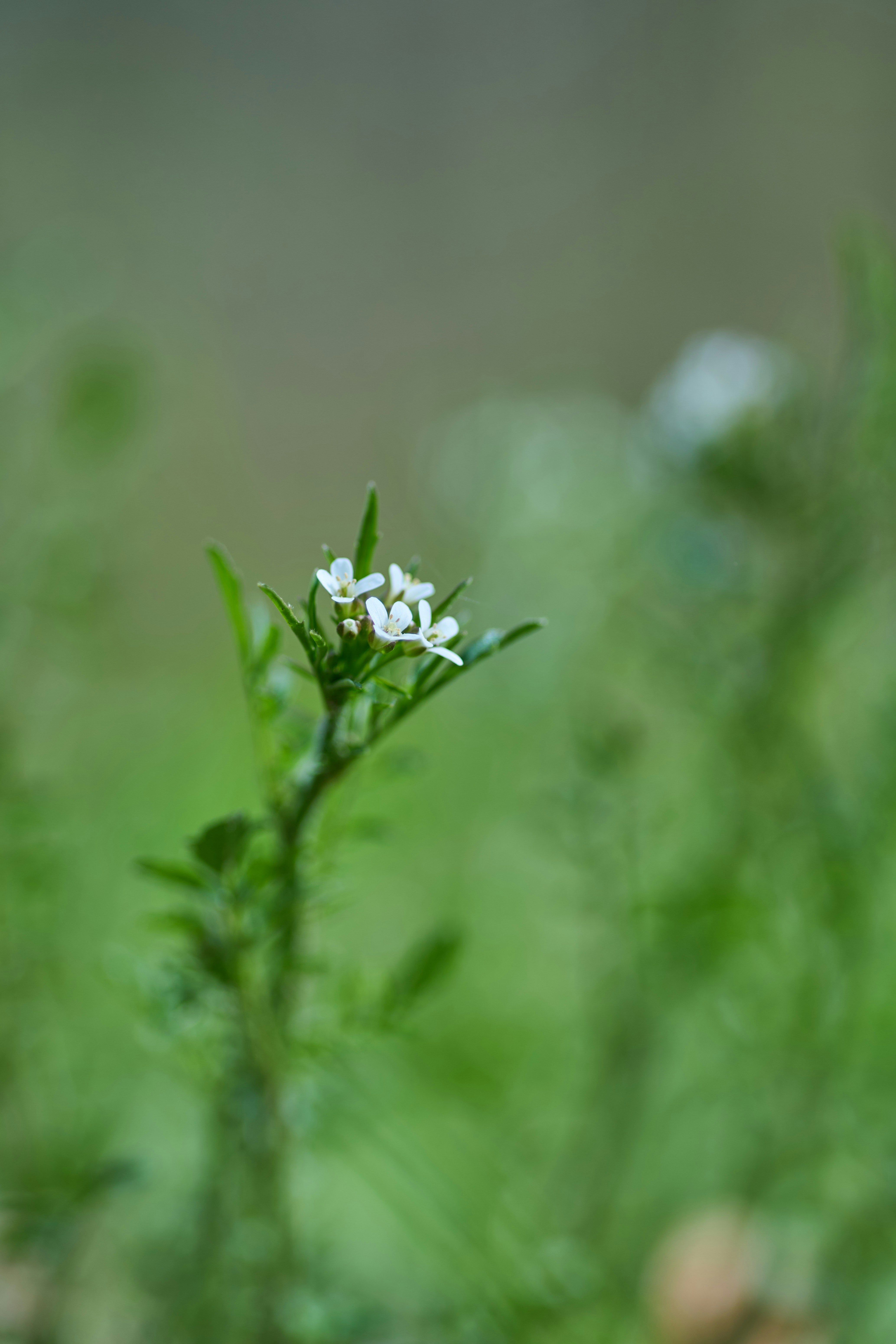 Close-up of a small white flower amidst lush green foliage, highlighting the beauty of nature's subtleties.